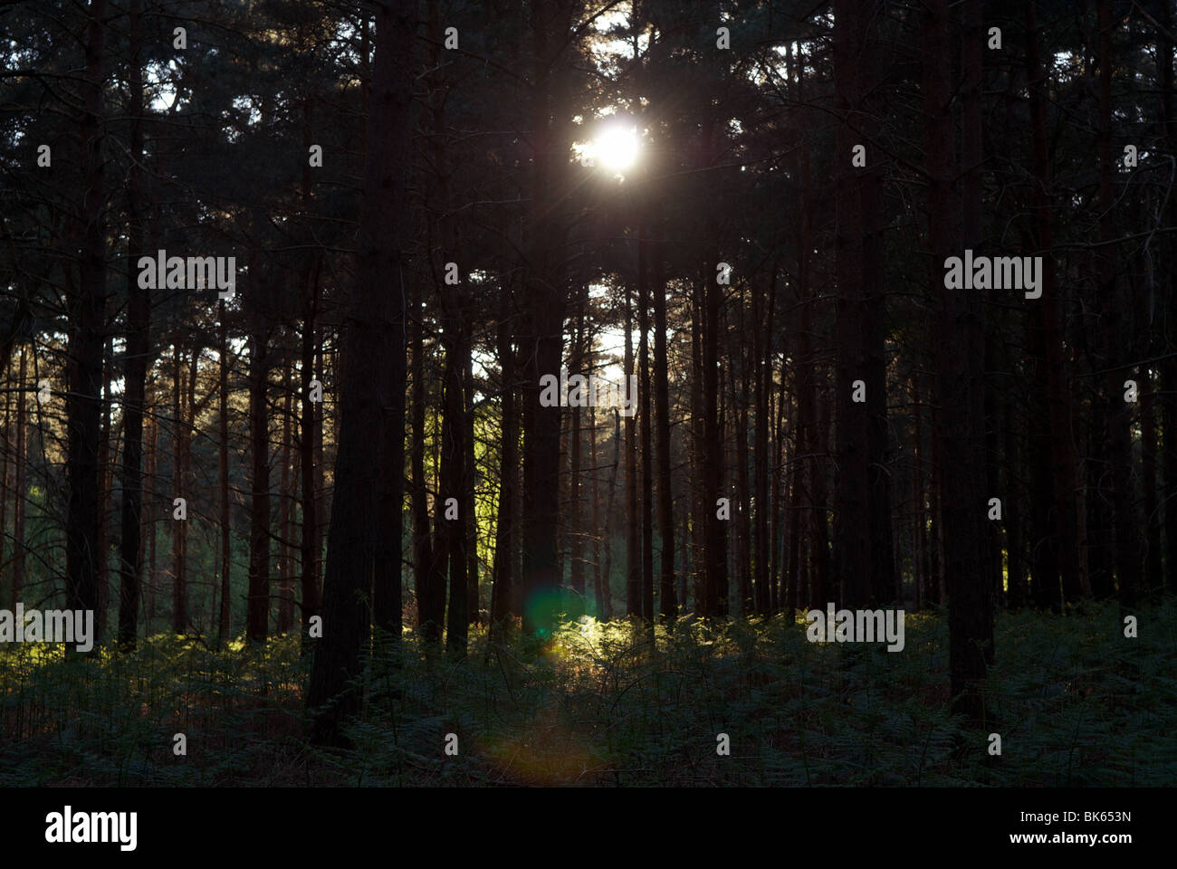 Rendlesham forest, Suffolk, UK Stock Photo - Alamy