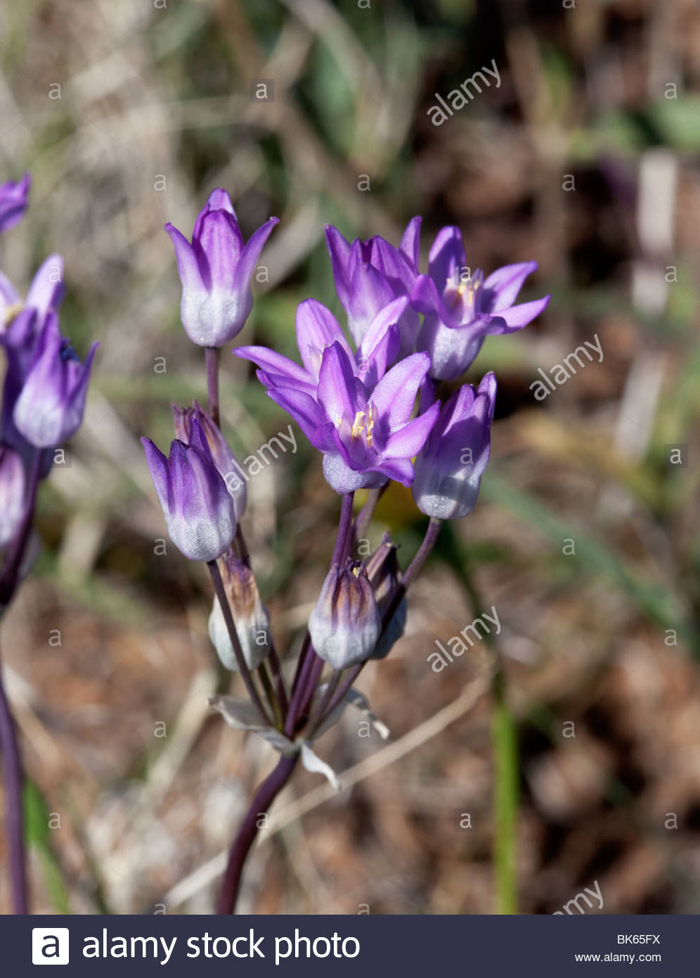 Blue Dicks High Resolution Stock Photography and Images - Alamy