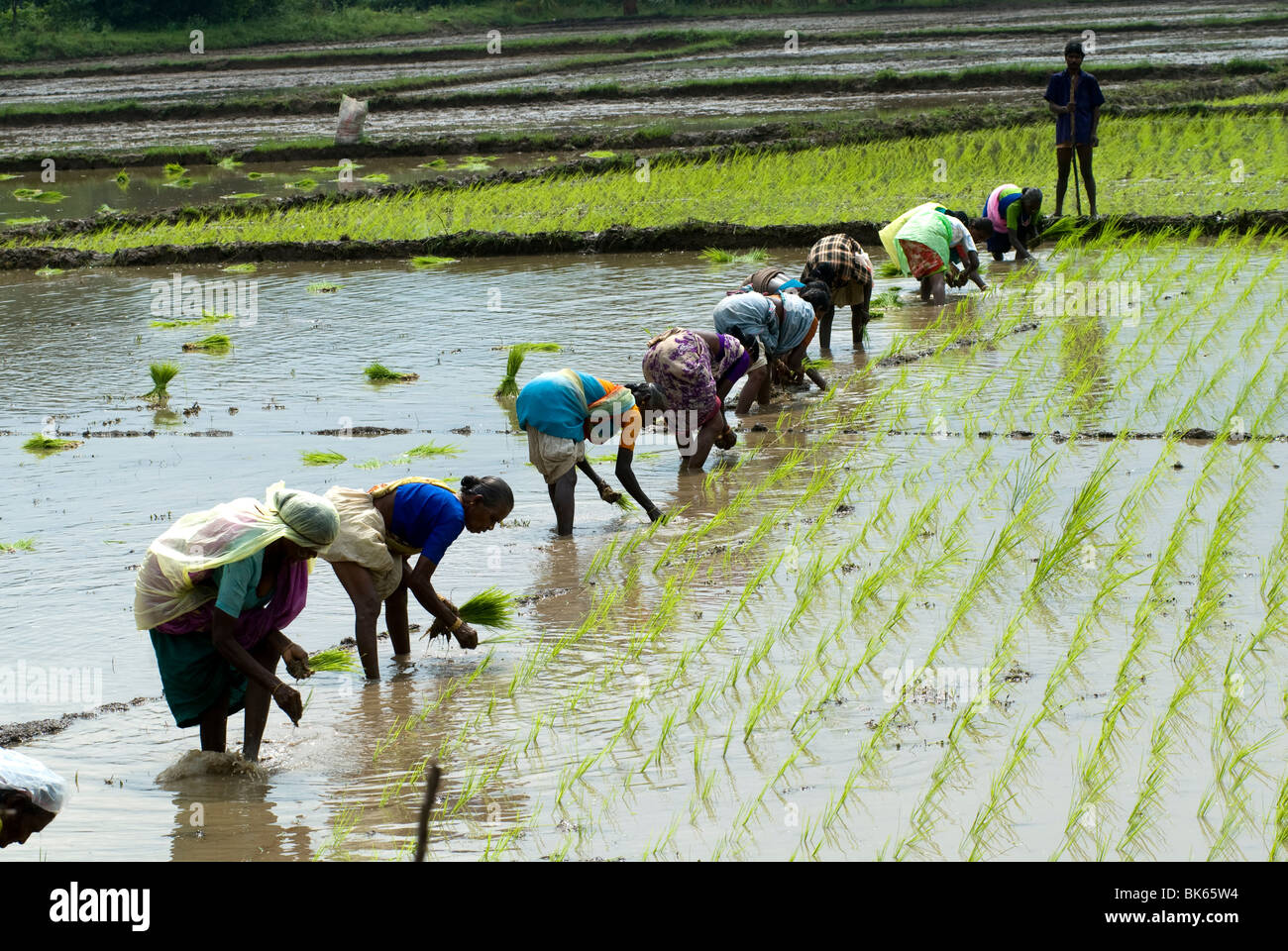 Transplanting of rice hi-res stock photography and images - Alamy
