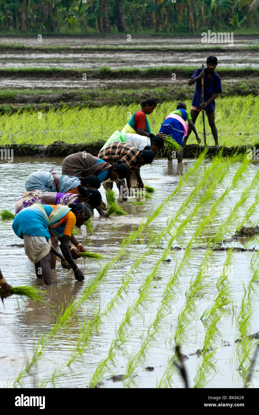 Indian rice farms hi-res stock photography and images - Alamy