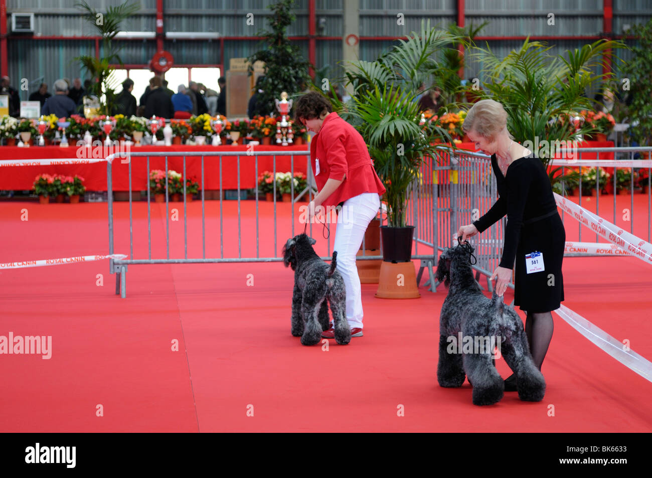 Stock photo of dogs being shown at a dog show Stock Photo - Alamy