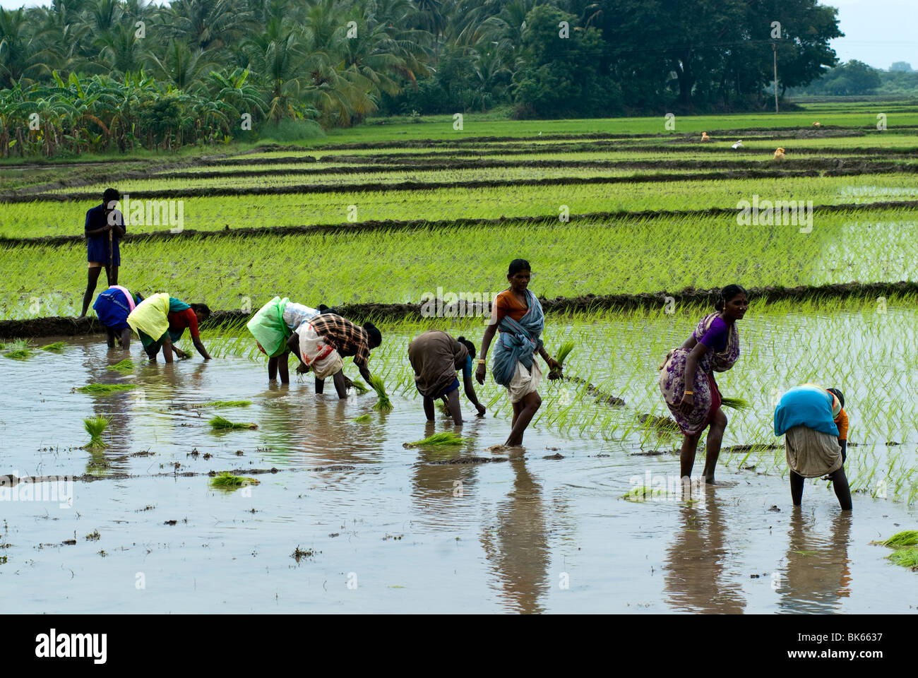 Rice transplanting hi-res stock photography and images - Alamy
