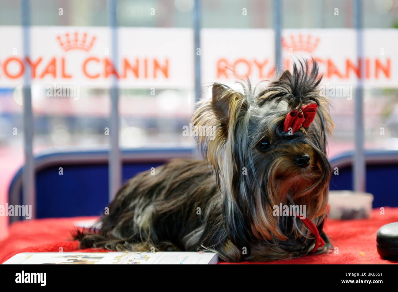 Stock photo of Yorkshire terriers at a dog show Stock Photo - Alamy