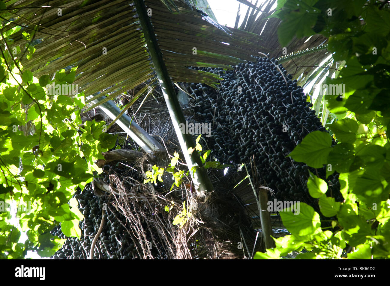 Rain forest jungle tioman island flora and fauna Stock Photo - Alamy