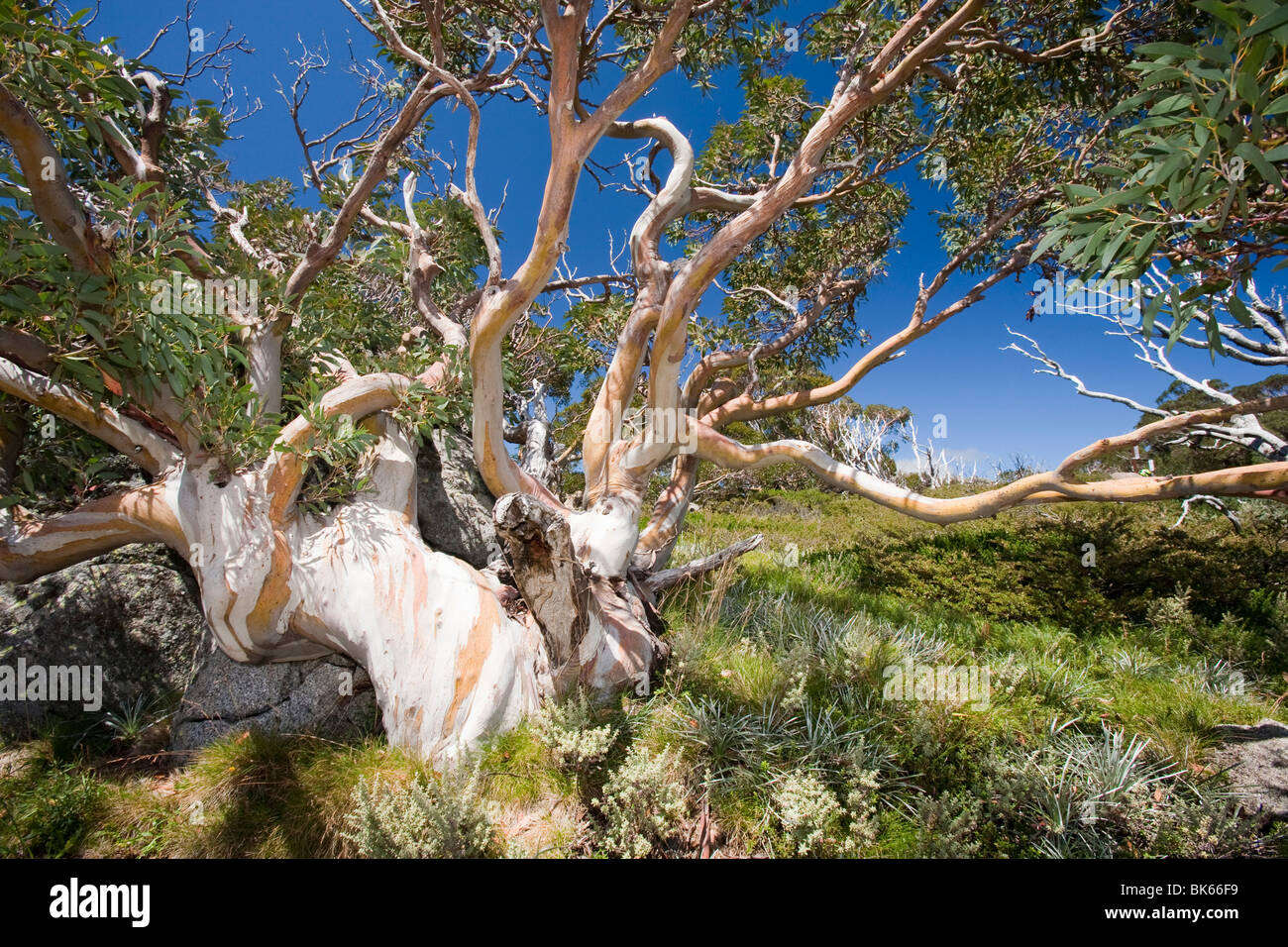 Snow Gum trees in the Snowy Mountains, Australia Stock Photo - Alamy