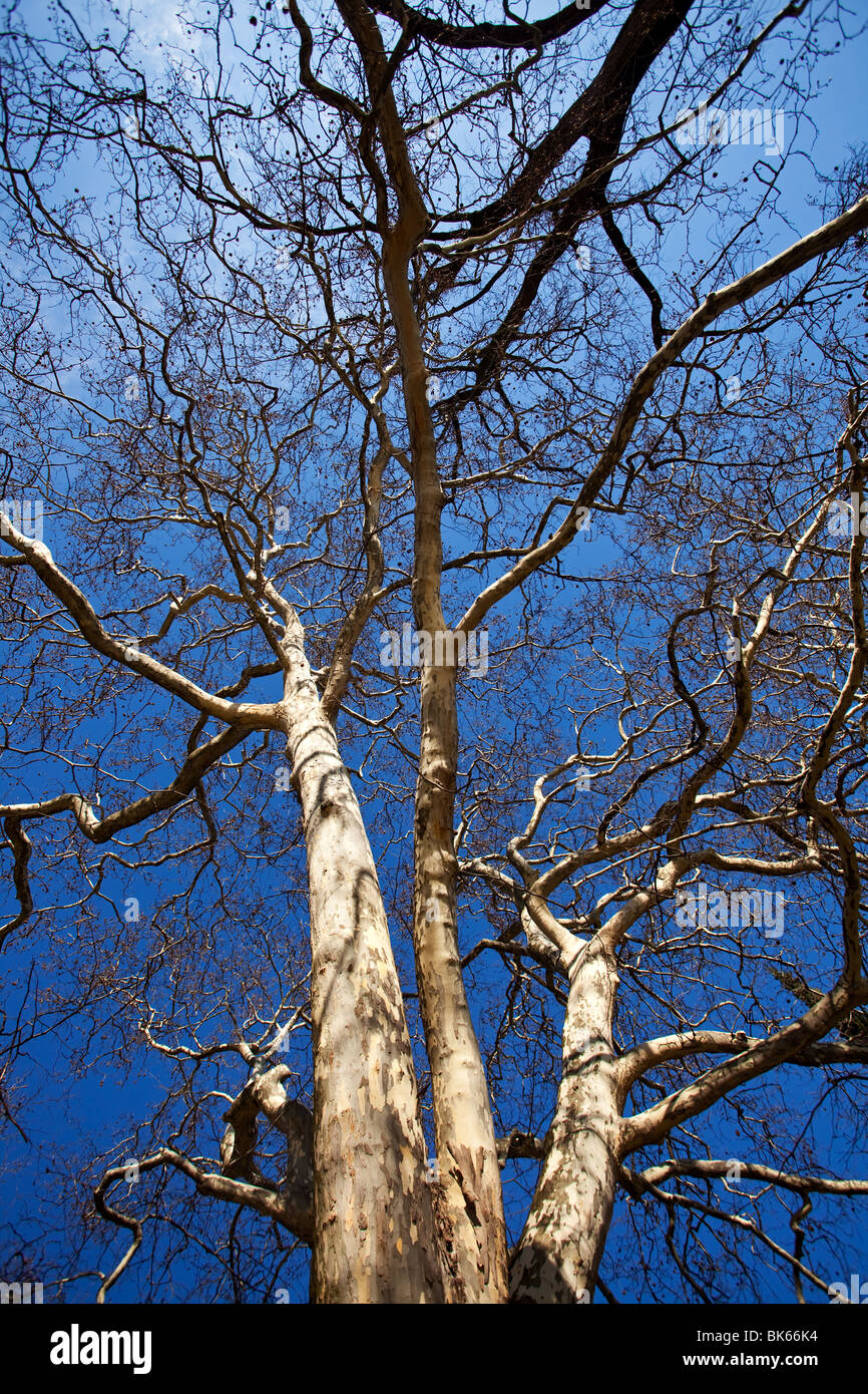 sycamore tree and a clear blue sky Stock Photo - Alamy