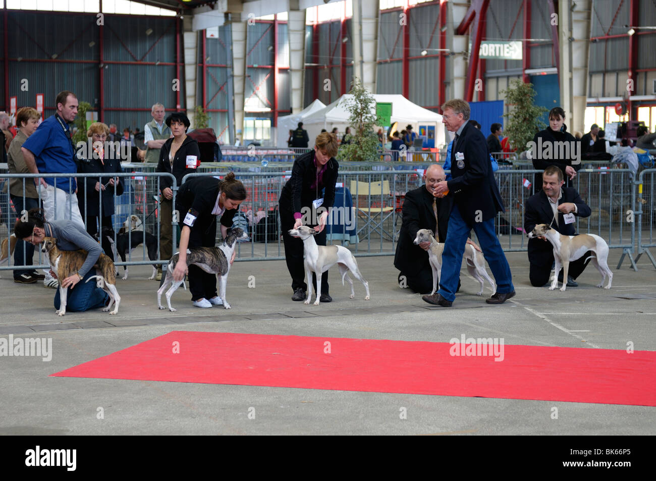 Parade parading show showing dogs hi-res stock photography and images ...