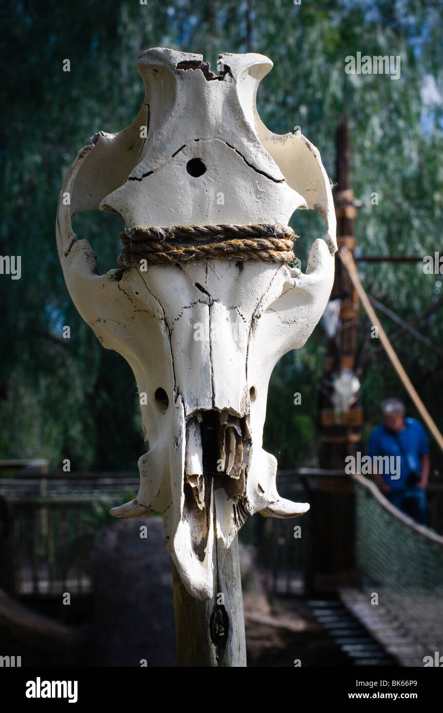 Scary cows hi-res stock photography and images - Alamy