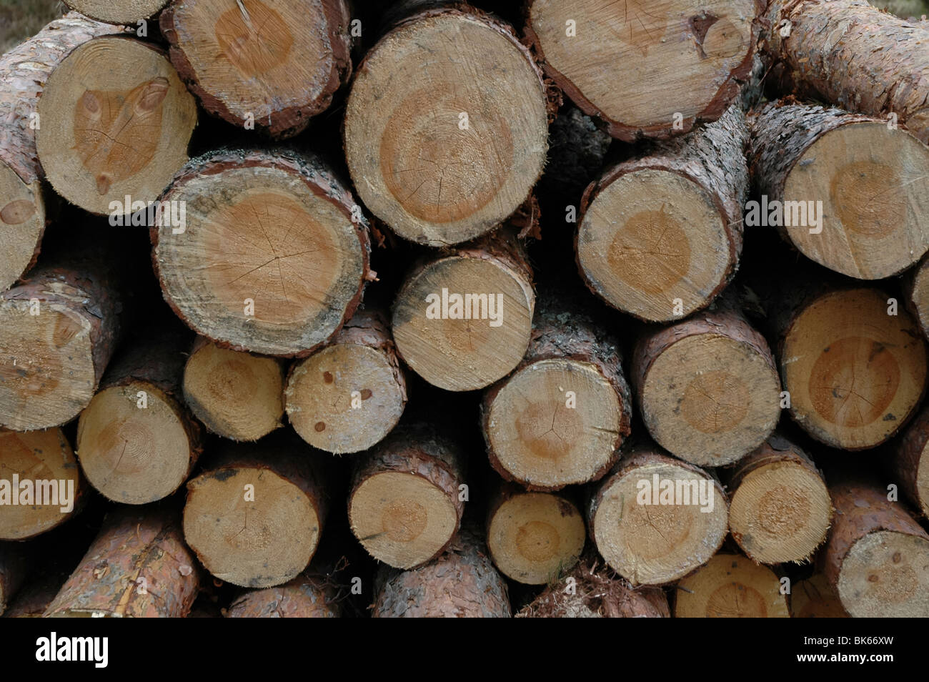 Log stack awaiting collection after forestry thinning operation Stock ...