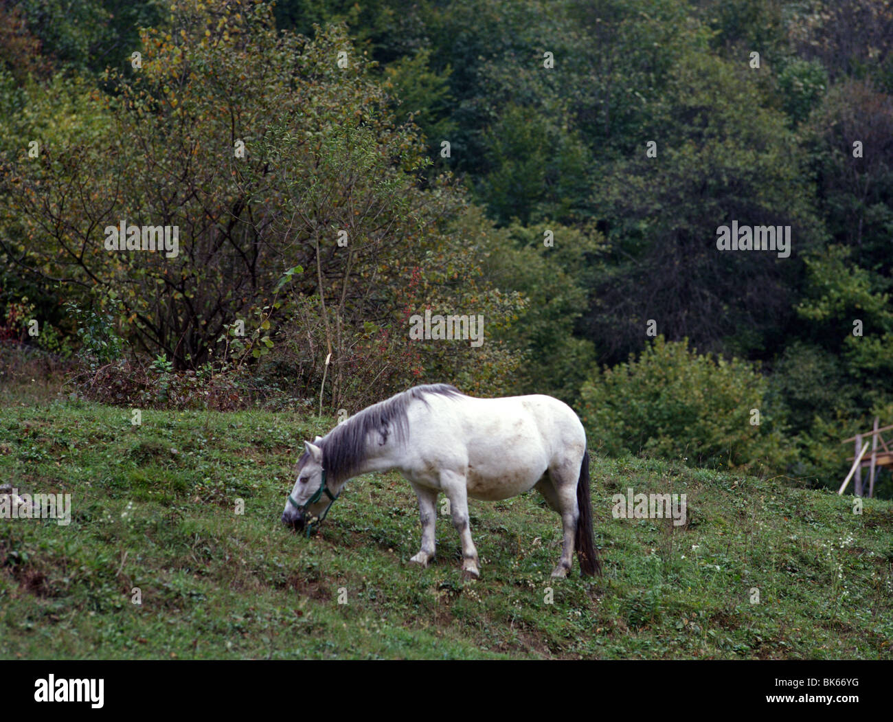 White horse outdoor pasture Stock Photo - Alamy