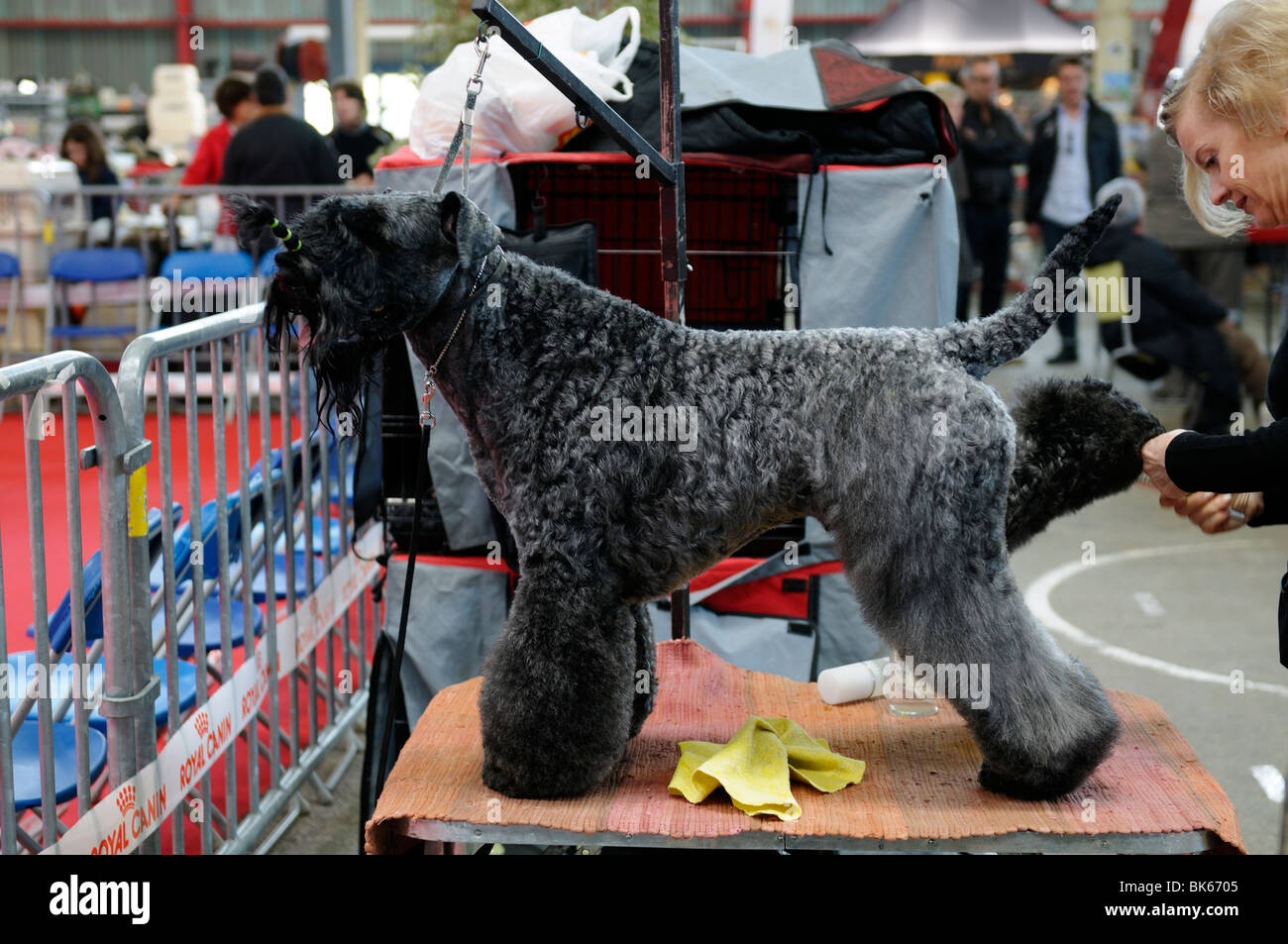 Competition dog pedigree show brush brushing comb combing manicured hi ...