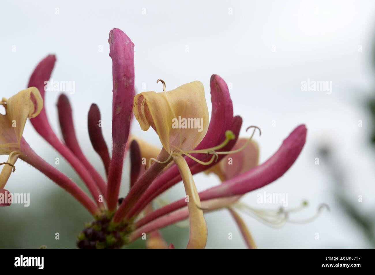 Honeysuckle flower garden hi-res stock photography and images - Alamy