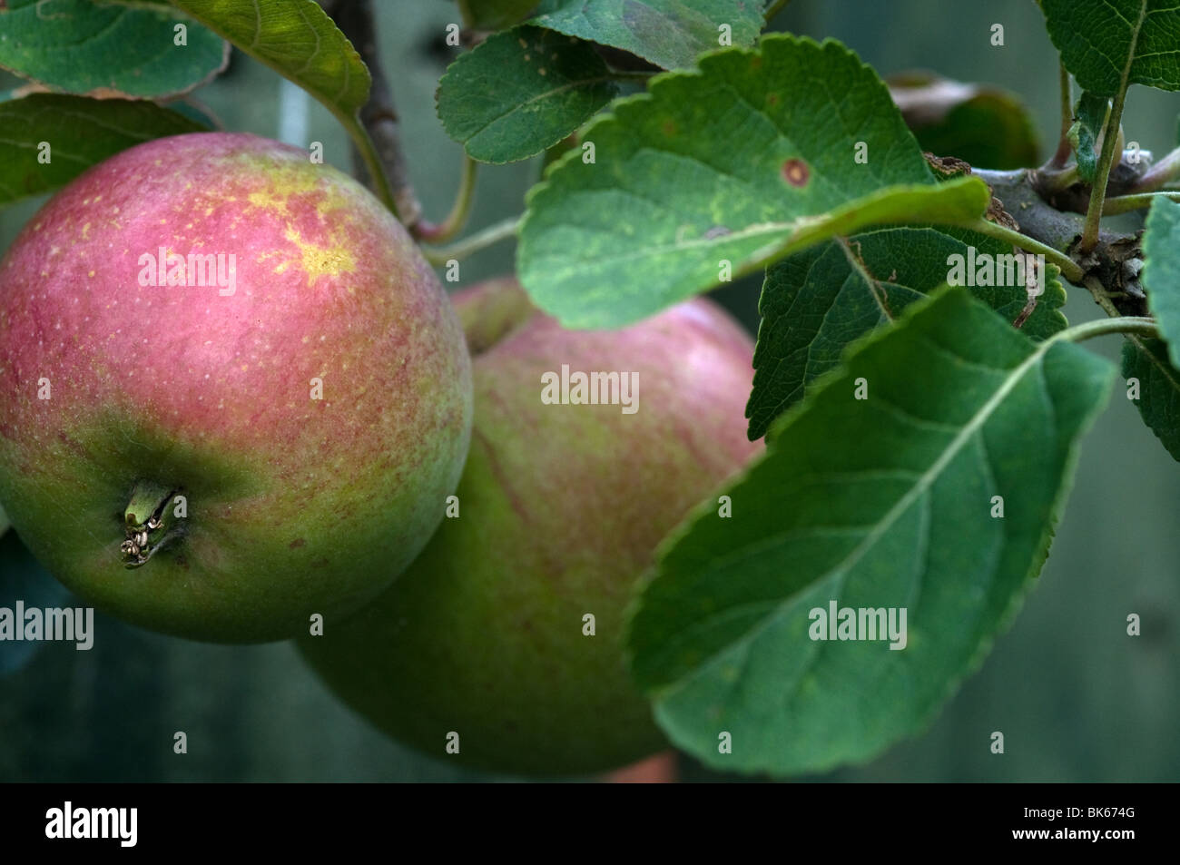 Crab apple fruit hi-res stock photography and images - Alamy