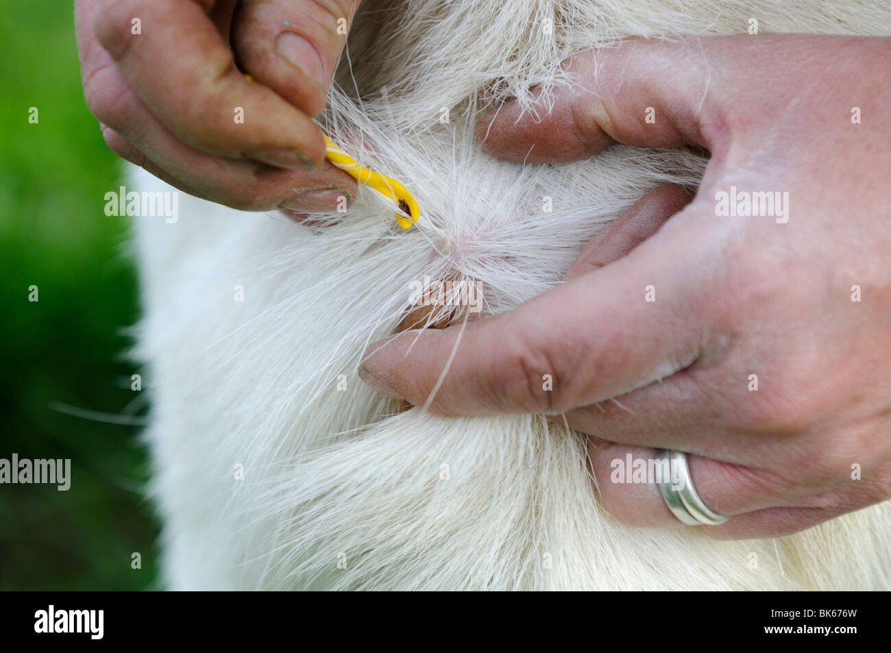 Stock photo of a woman picking out a tick from a Goats back using a ...