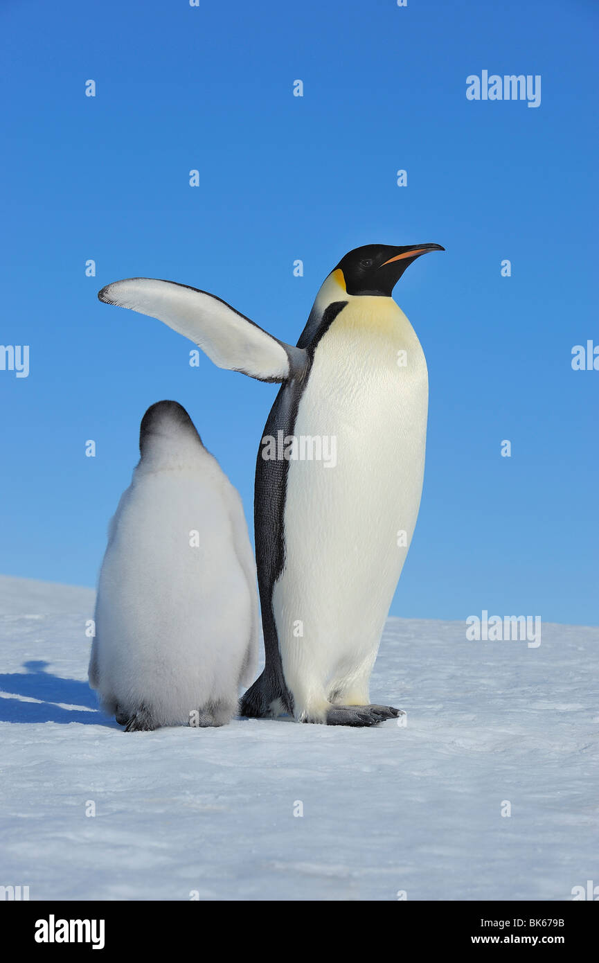 Emperor penguin baby chick hi-res stock photography and images - Alamy