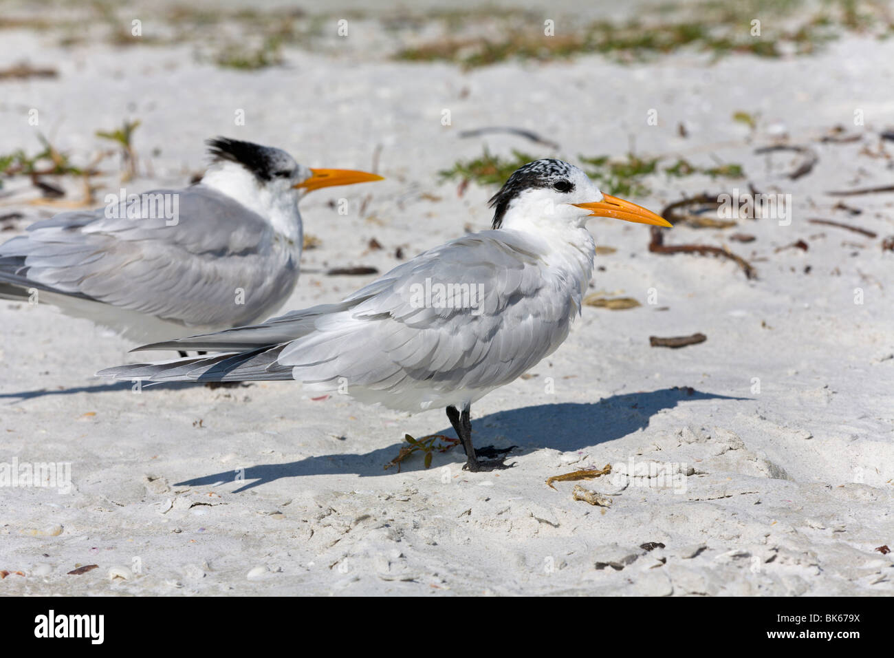 Terns for hi-res stock photography and images - Alamy