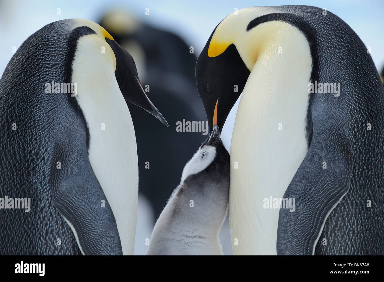 Emperor penguin baby feeding High Resolution Stock Photography and ...