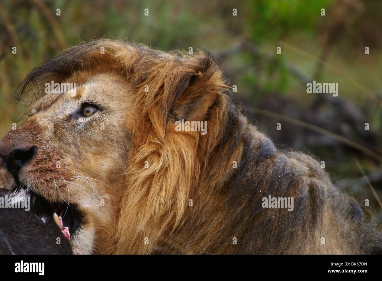 Lion eating prey hi-res stock photography and images - Alamy