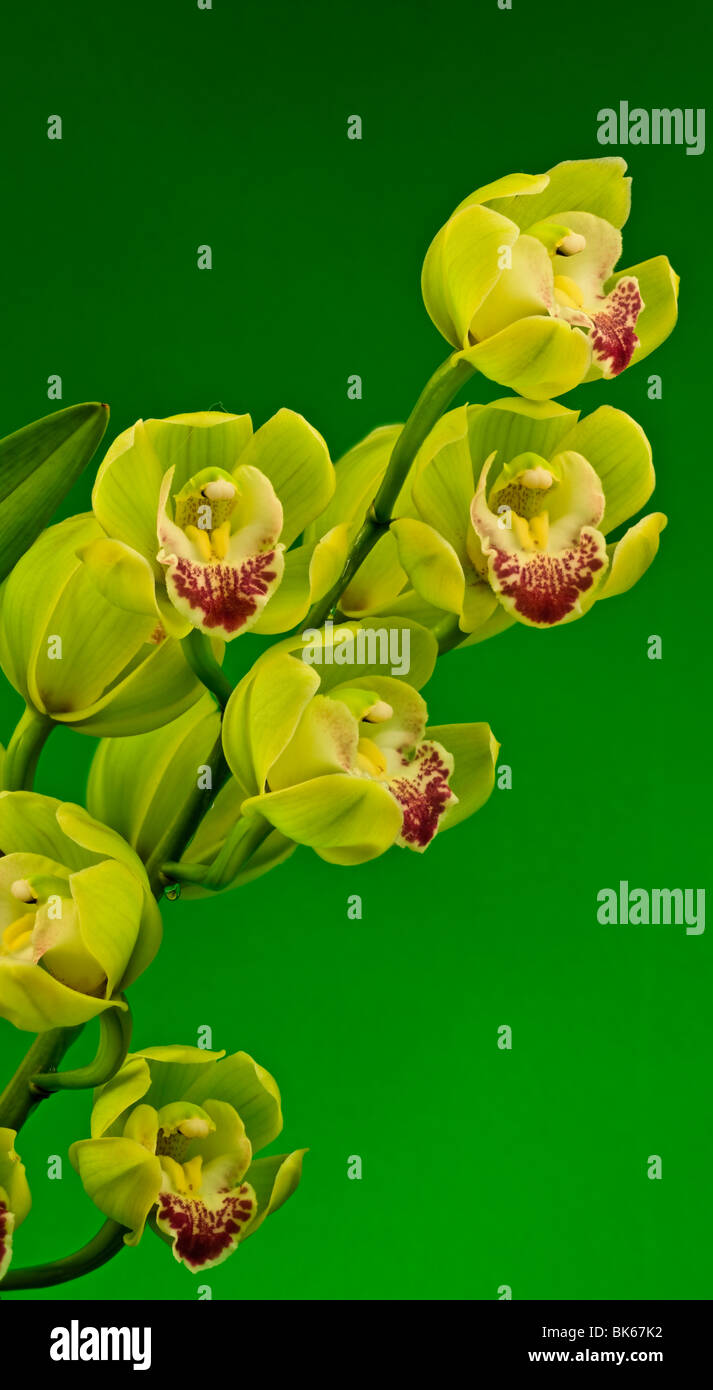 Cymbidium orchidee hi-res stock photography and images - Alamy