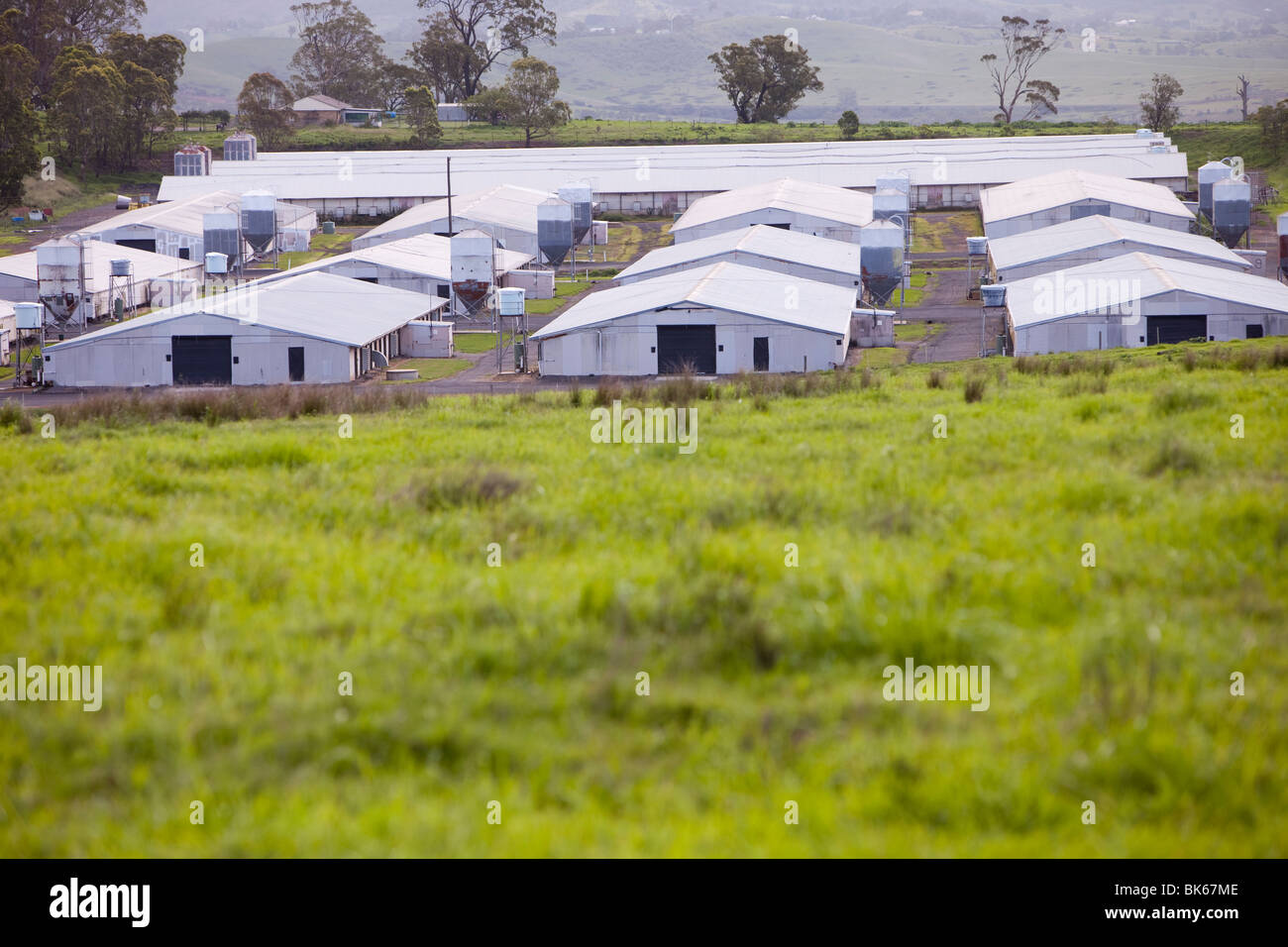 A battery rearing unit for chickens near Wollongong, Australia Stock ...