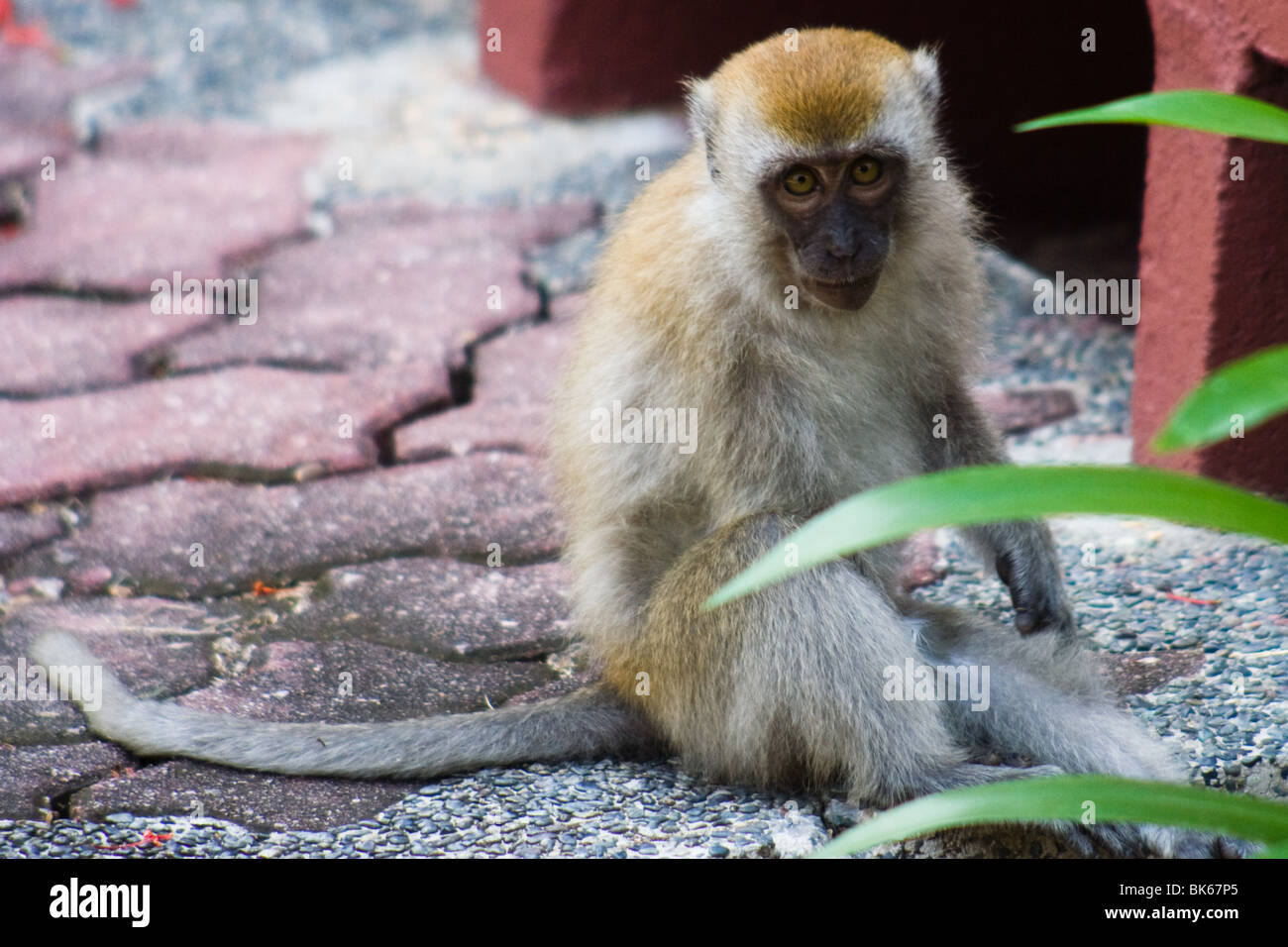Tioman Island monkey monkeys animal wildlife asia Stock Photo - Alamy