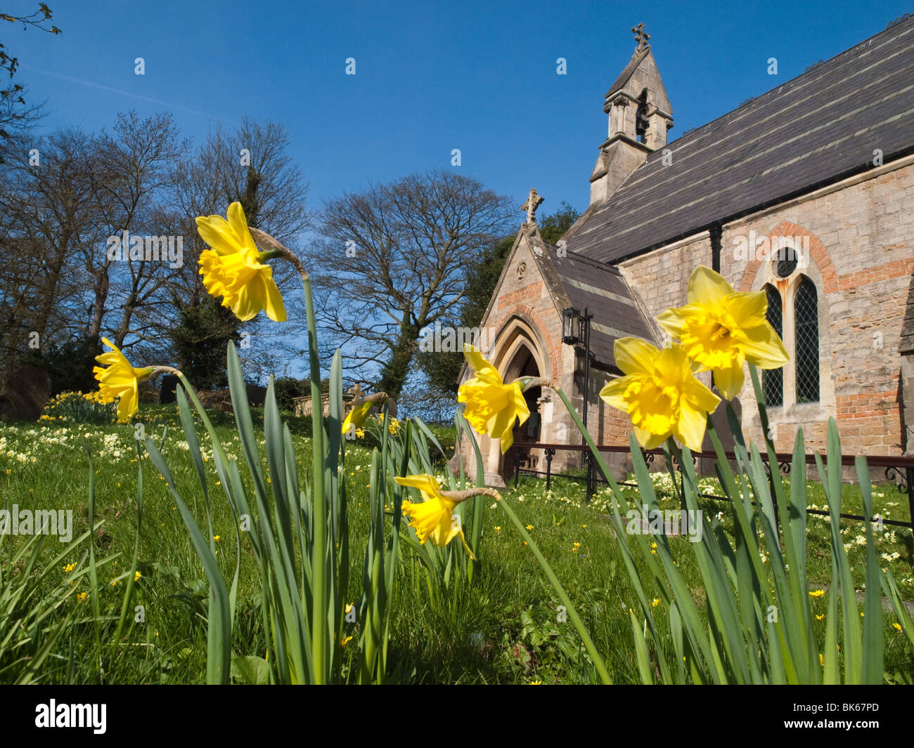 Spring daffodils at the Holy Trinity Church in the village of Bulcote ...