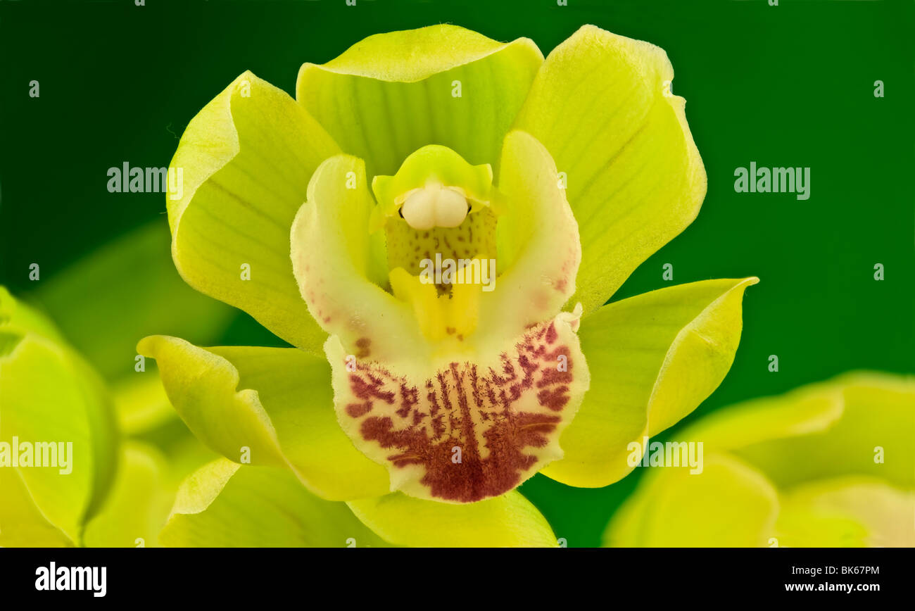 Orchidee cymbidium hi-res stock photography and images - Alamy