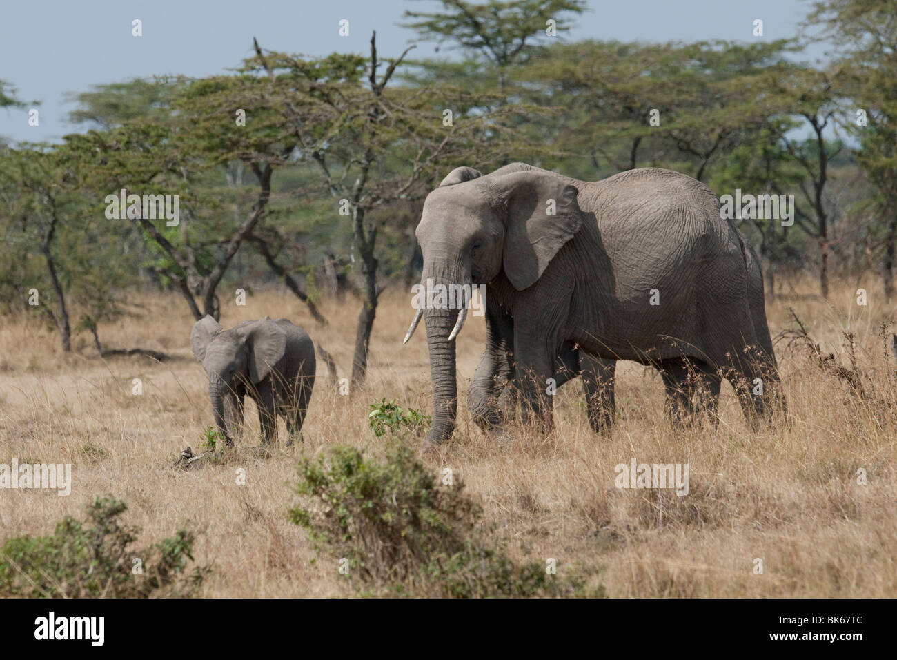 Elephant, Kenya, Africa Stock Photo - Alamy