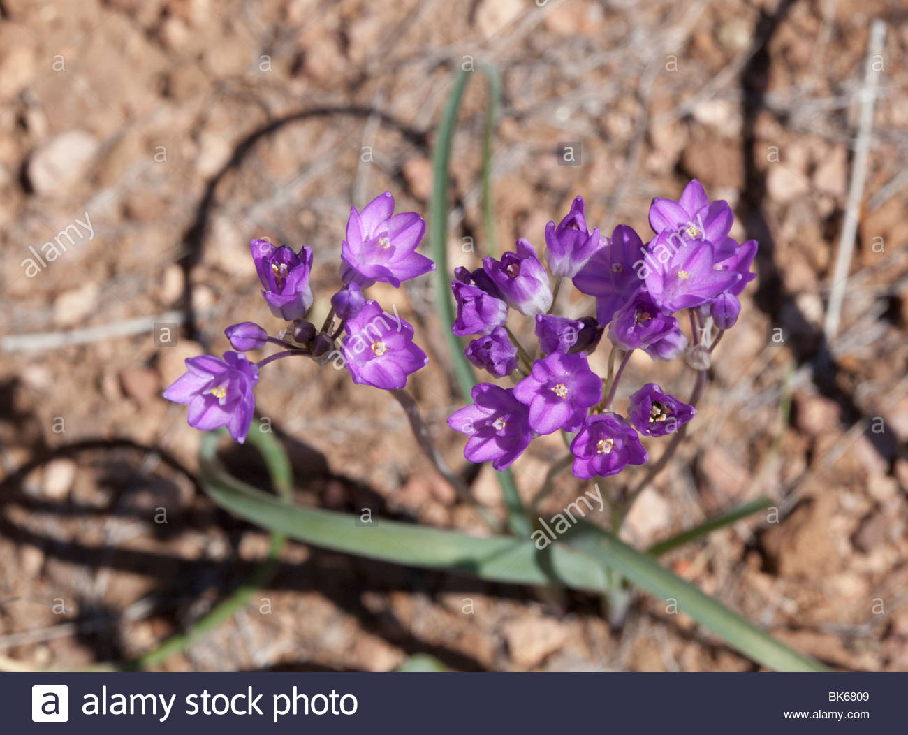 Blue Dicks High Resolution Stock Photography and Images - Alamy