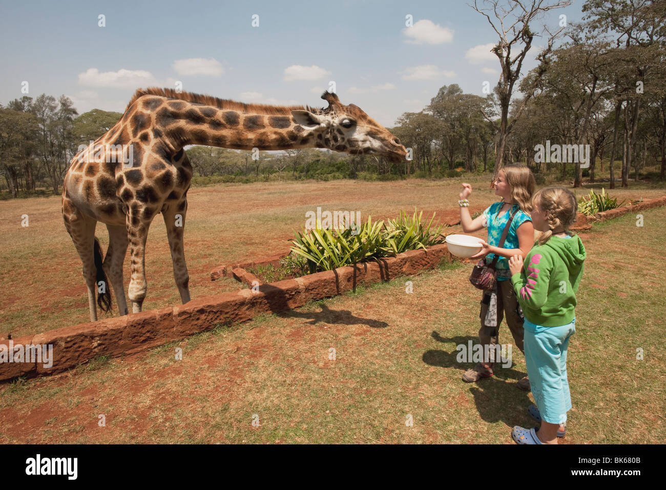 Children With Giraffe, Kenya, Africa Stock Photo - Alamy