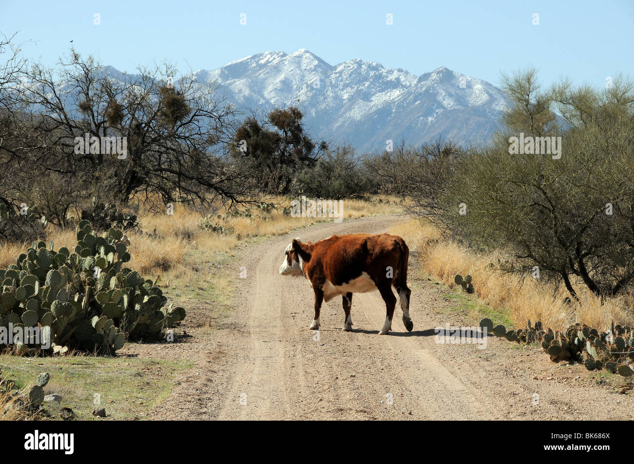 Cattle graze on open range in the foothills of the Santa Rita Mountains ...