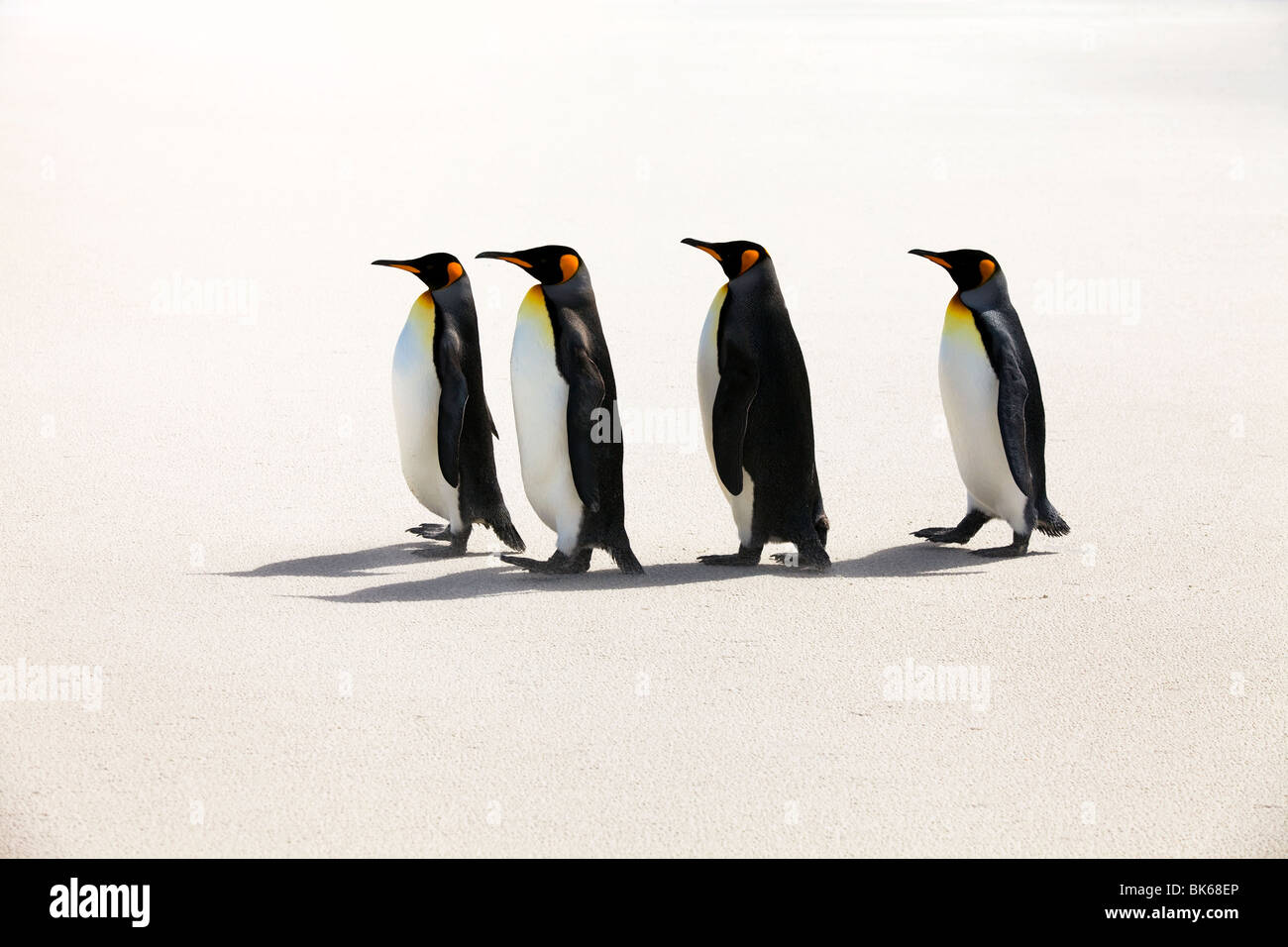 King penguins at Volunteer point East Falklands Stock Photo - Alamy
