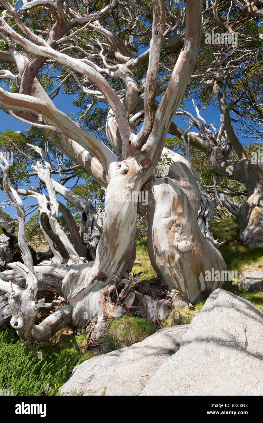 Snow Gum trees in the Snowy Mountains, Australia Stock Photo - Alamy