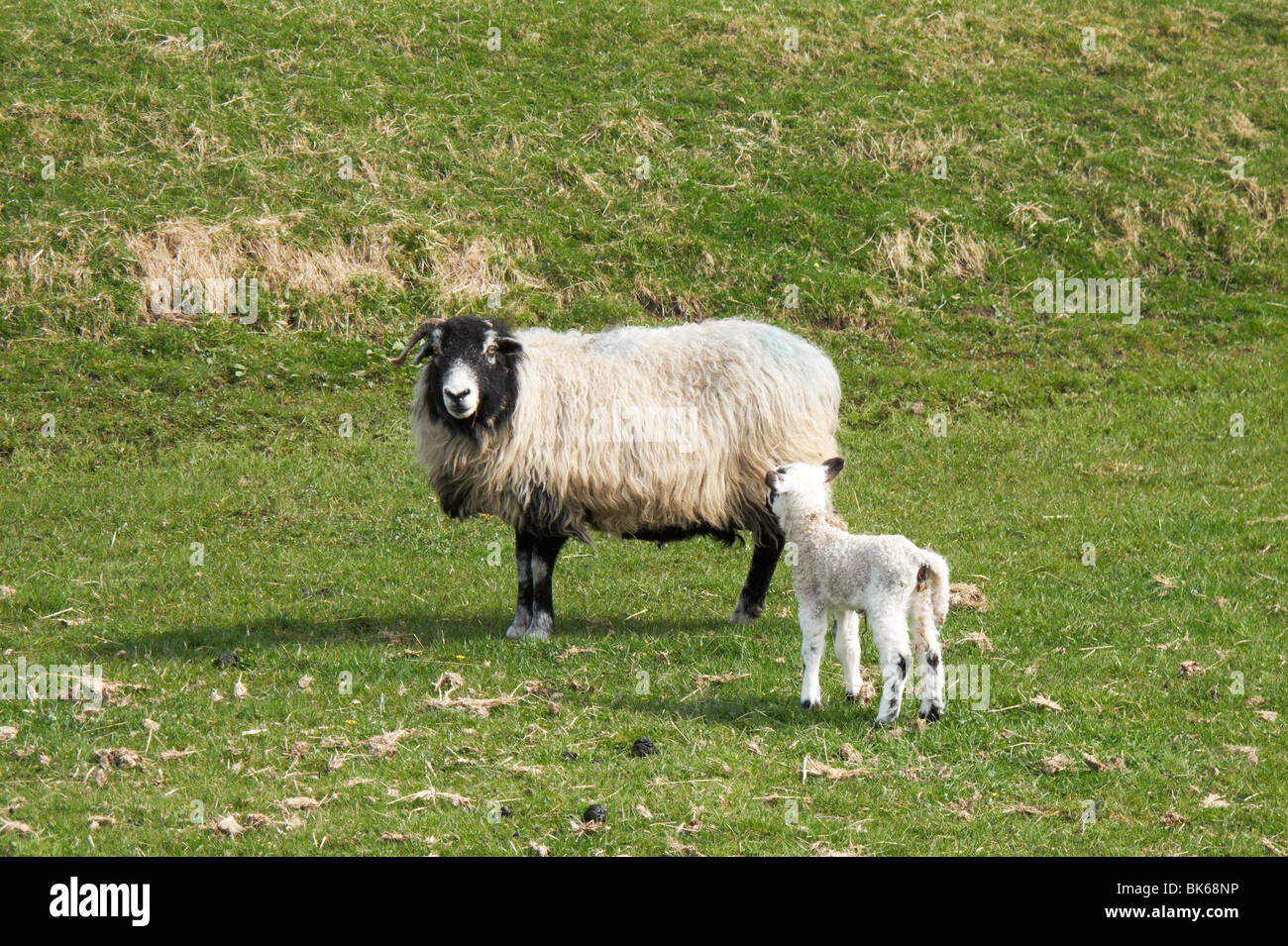 Mother ewe and young lamb on a farm in the Yorkshire Dales, Nidderdale ...