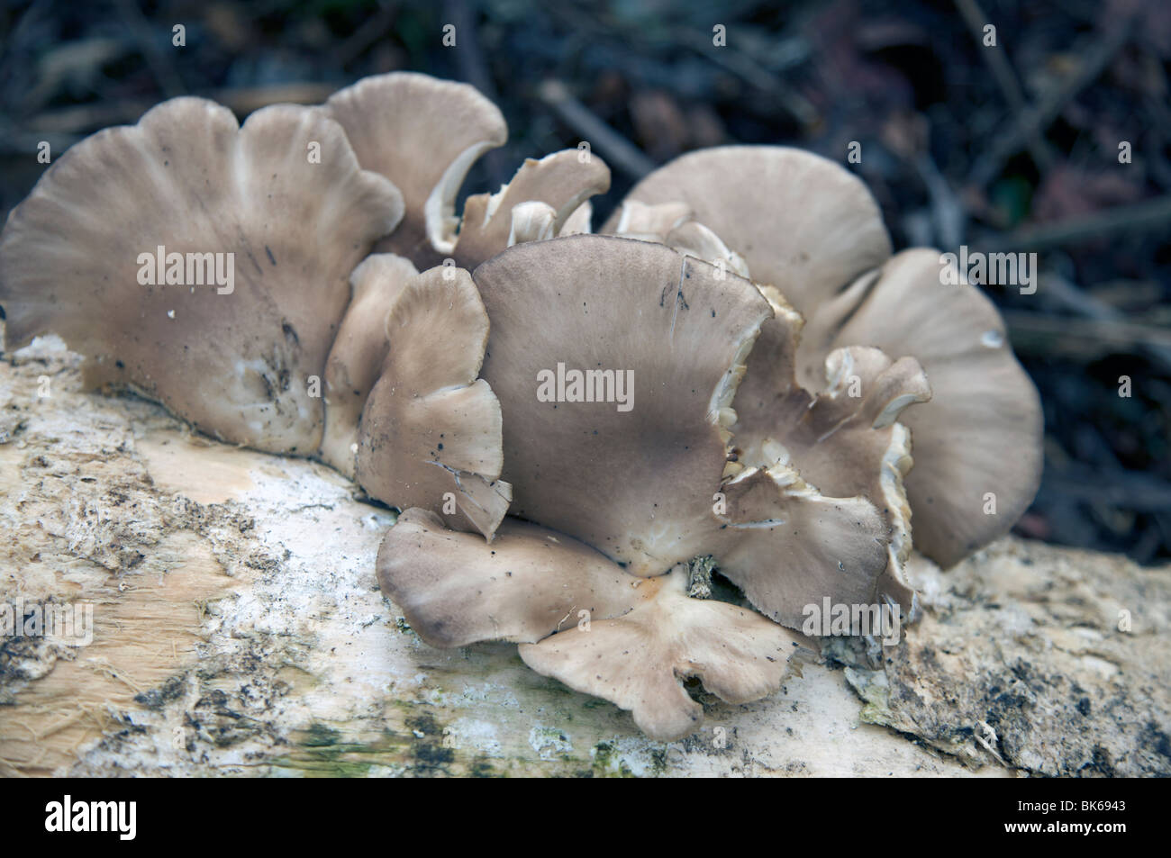 Spore tree hi-res stock photography and images - Alamy