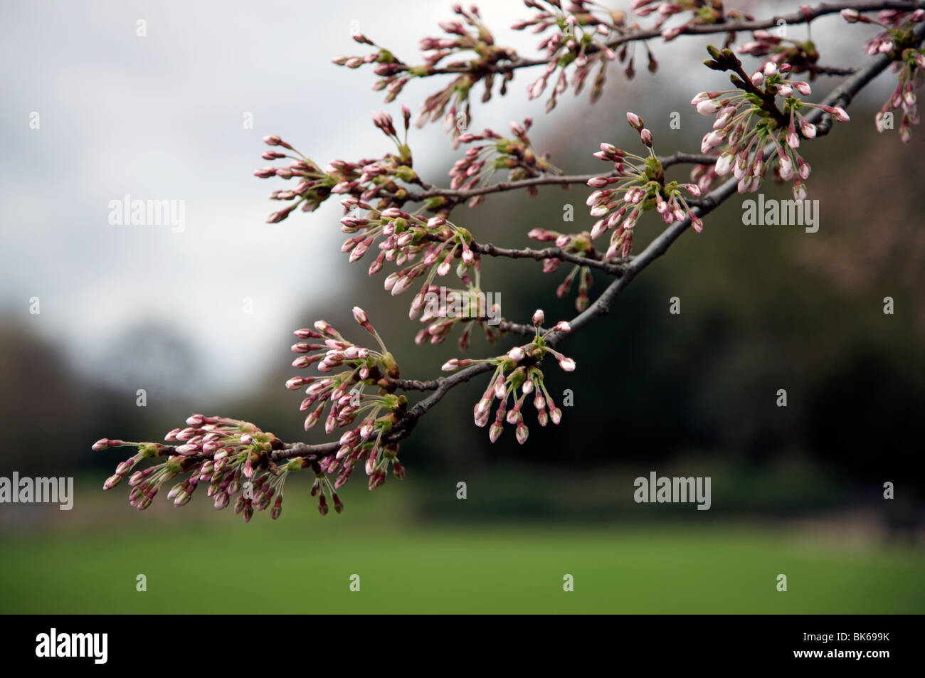 early spring blossom Stock Photo - Alamy