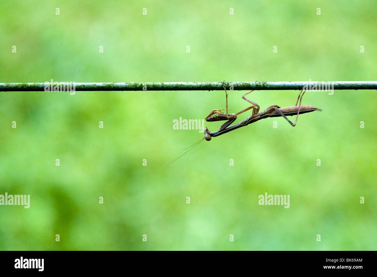 Mantis hanging hi-res stock photography and images - Alamy