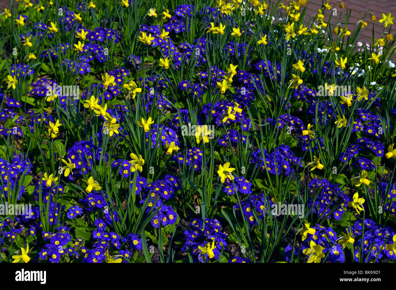 Beds of daffodils hi-res stock photography and images - Alamy