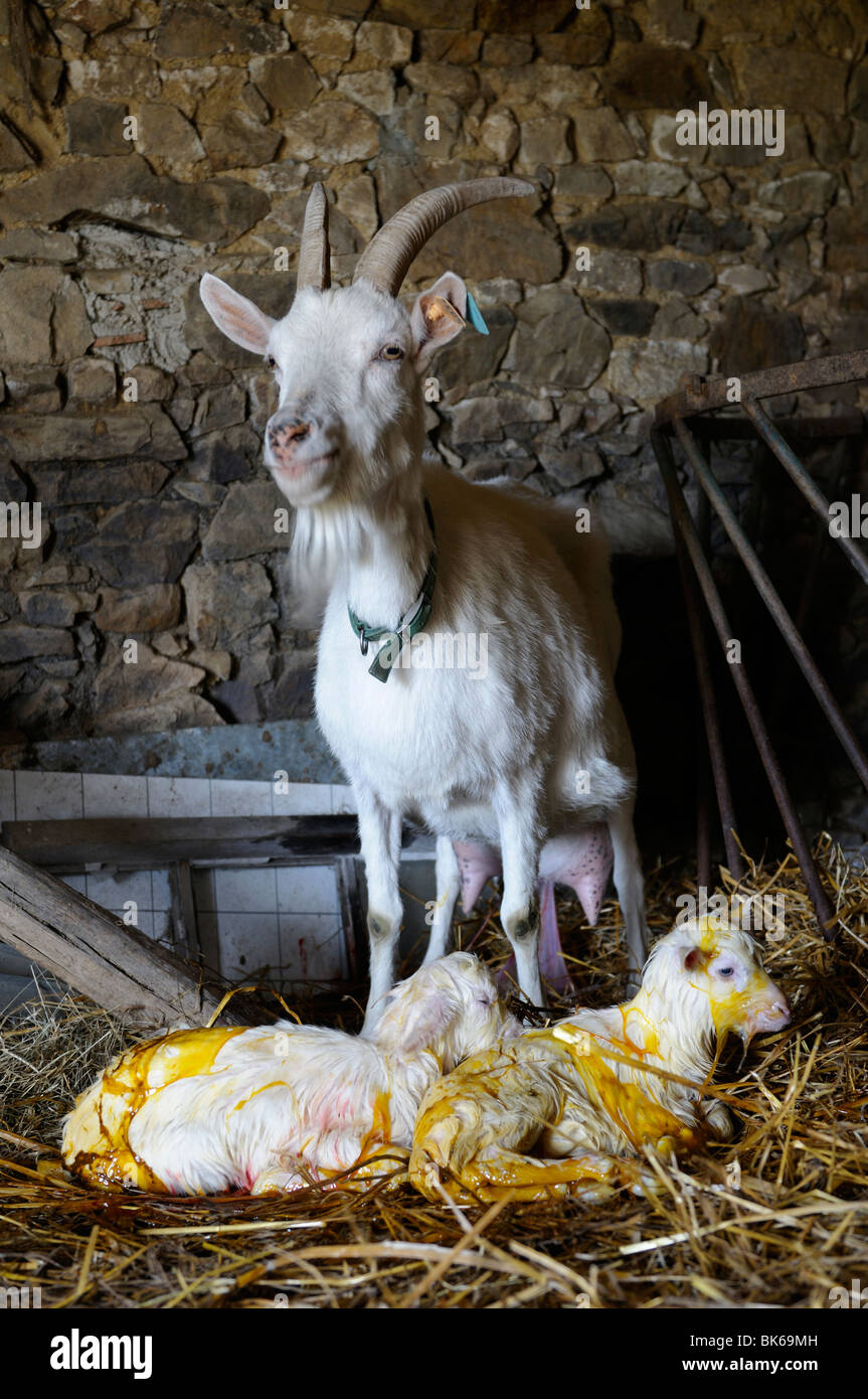She Goat High Resolution Stock Photography and Images - Alamy