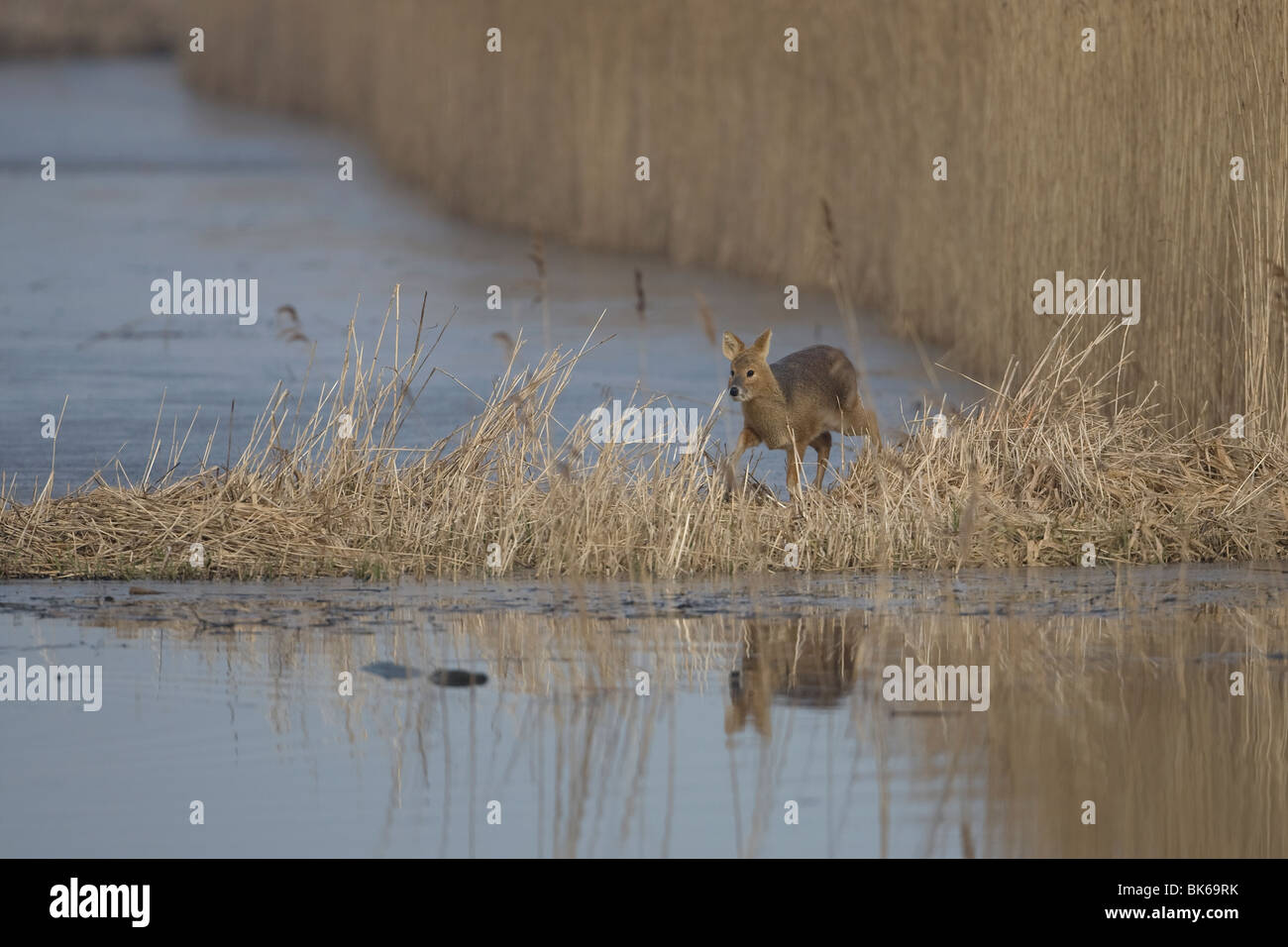 Chinese Water Deer (Hydropotes inermis Stock Photo - Alamy