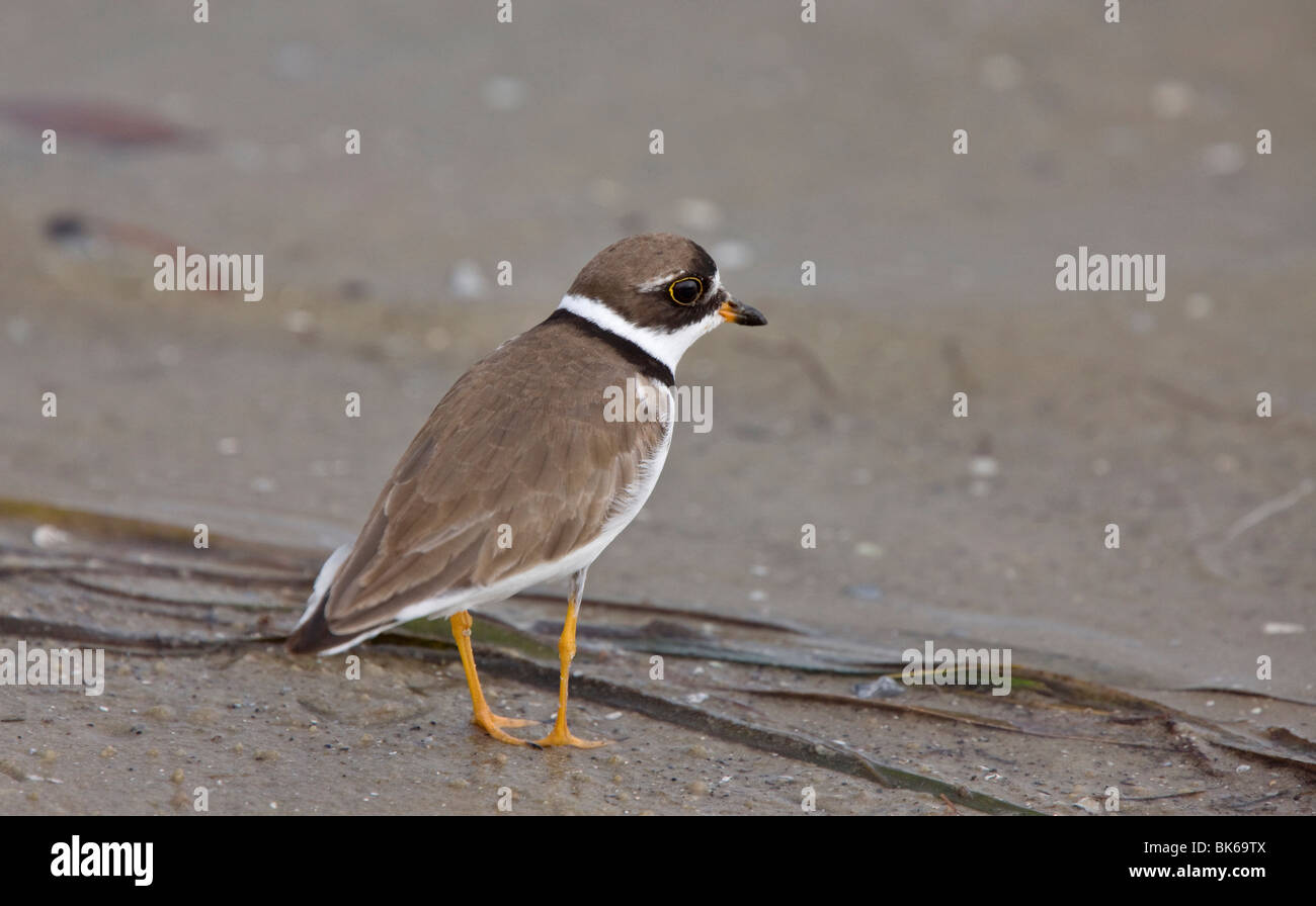 Killdeer hunting food along Florida beach Stock Photo - Alamy