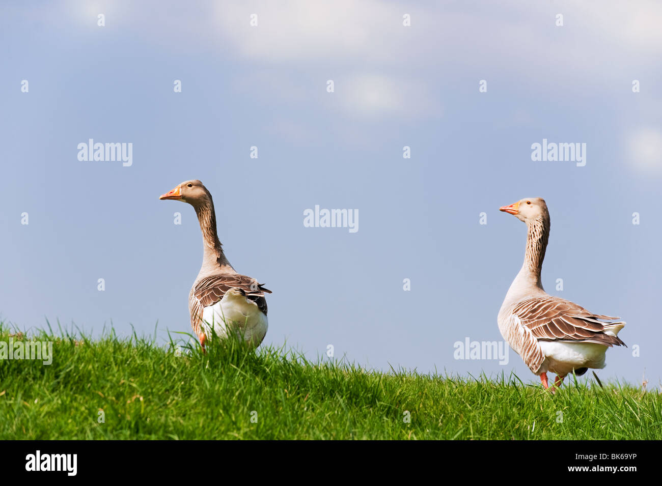 Gooses birds hi-res stock photography and images - Alamy