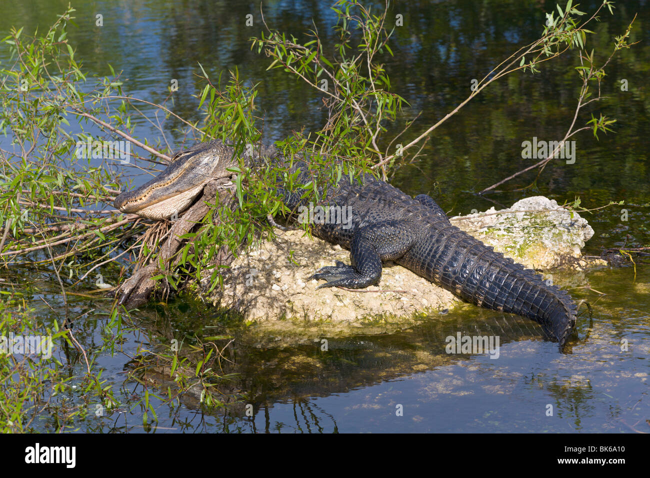 Alligator, "Shark Valley", Everglades, Florida, USA Stock Photo - Alamy