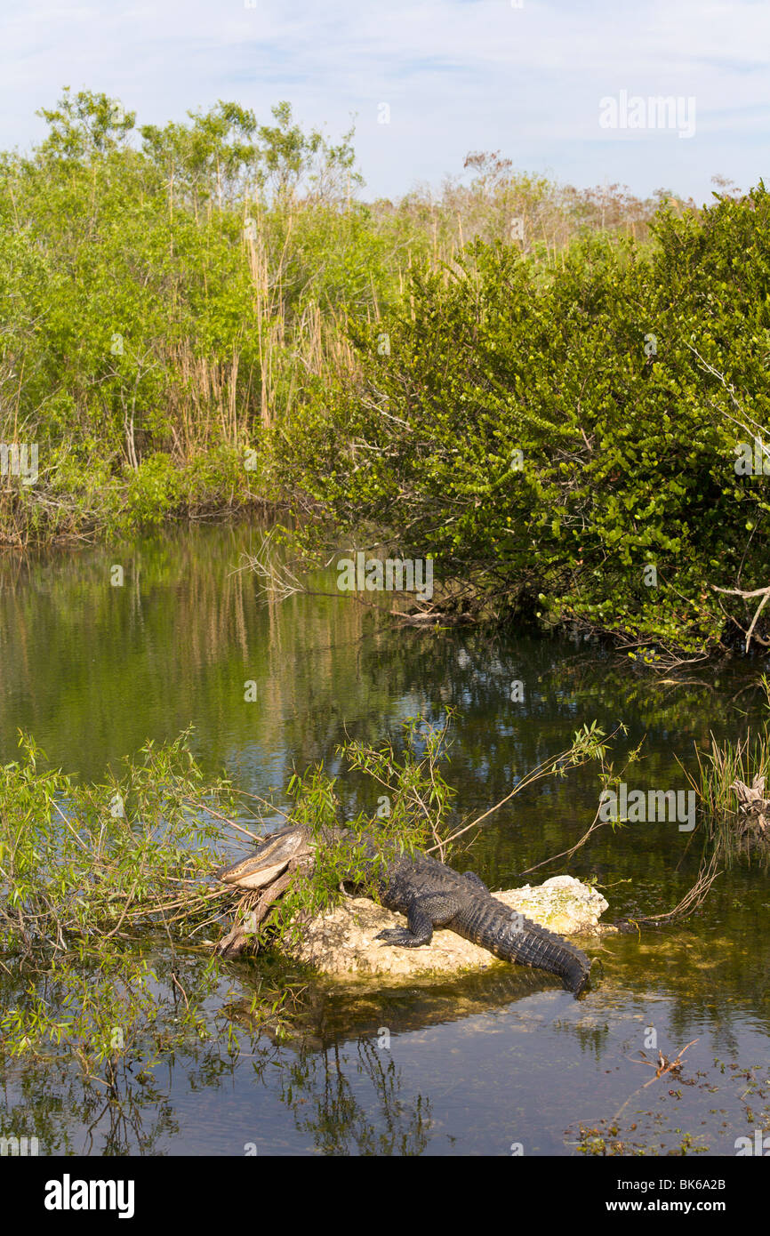 Shark valley everglades hi-res stock photography and images - Alamy