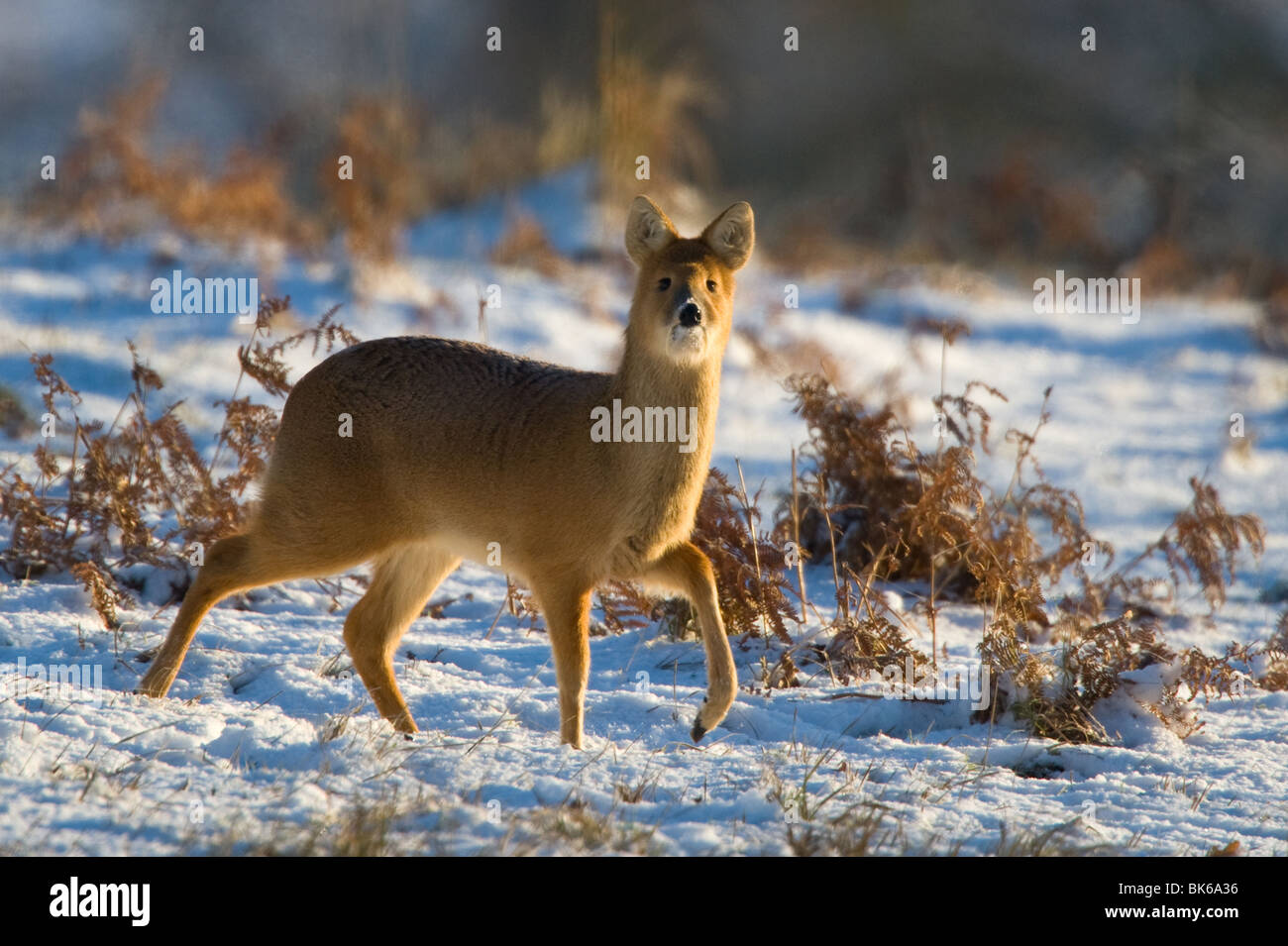 Chinese water deer (Hydropotes inermis Stock Photo - Alamy
