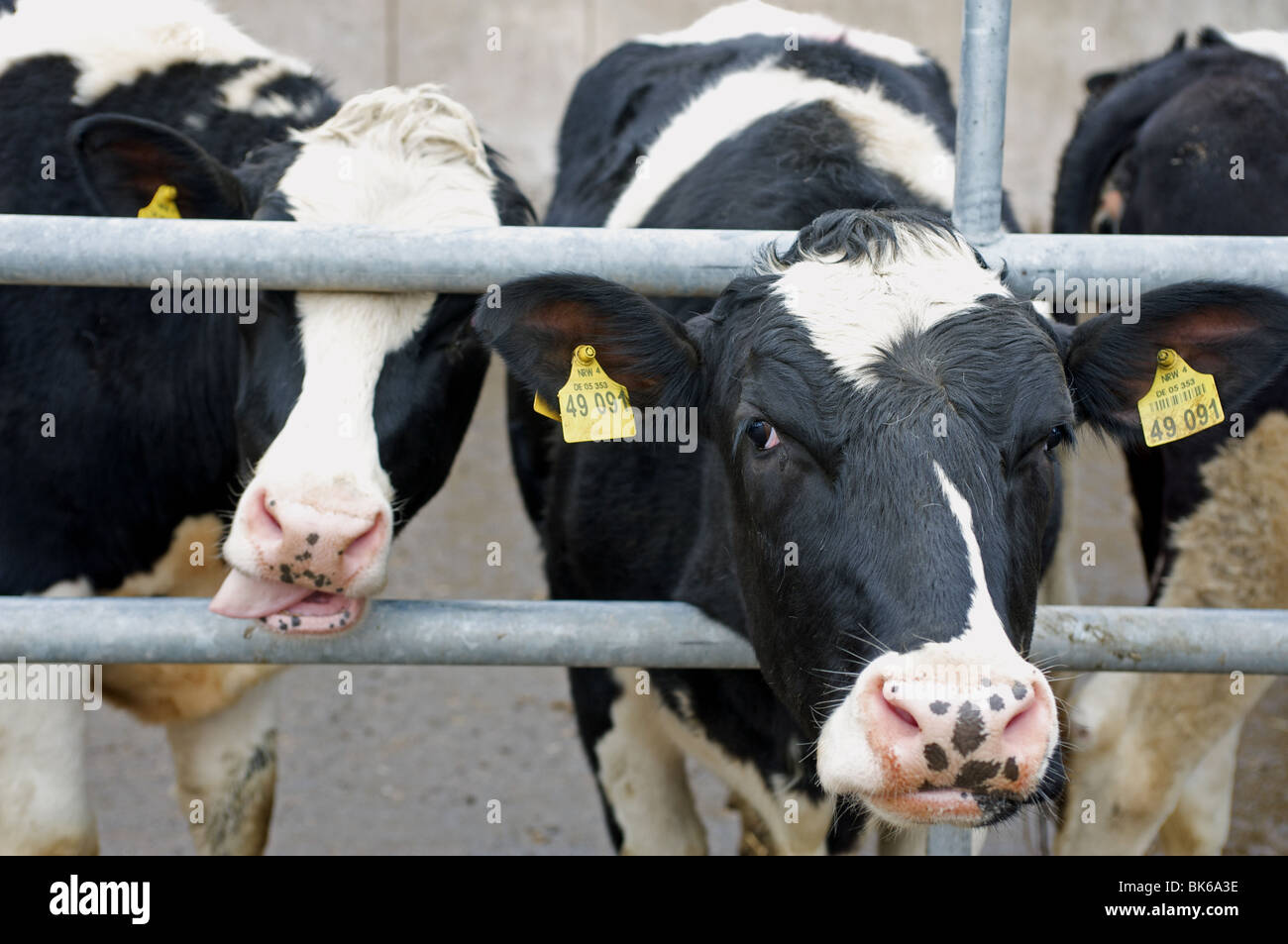 Holstein-Friesian dairy cattle on a farm in Germany Stock Photo - Alamy