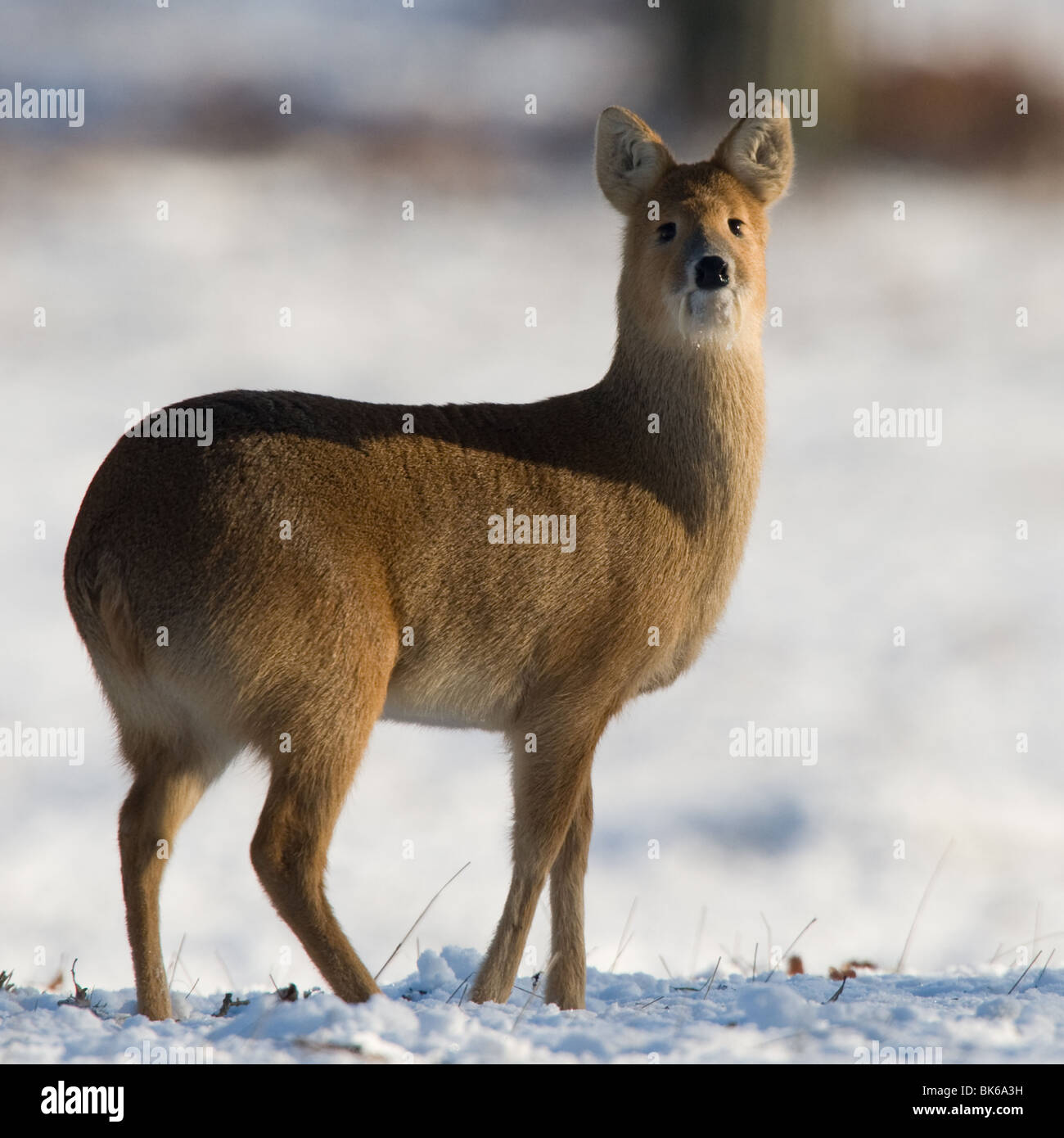 Chinese water deer hi-res stock photography and images - Alamy