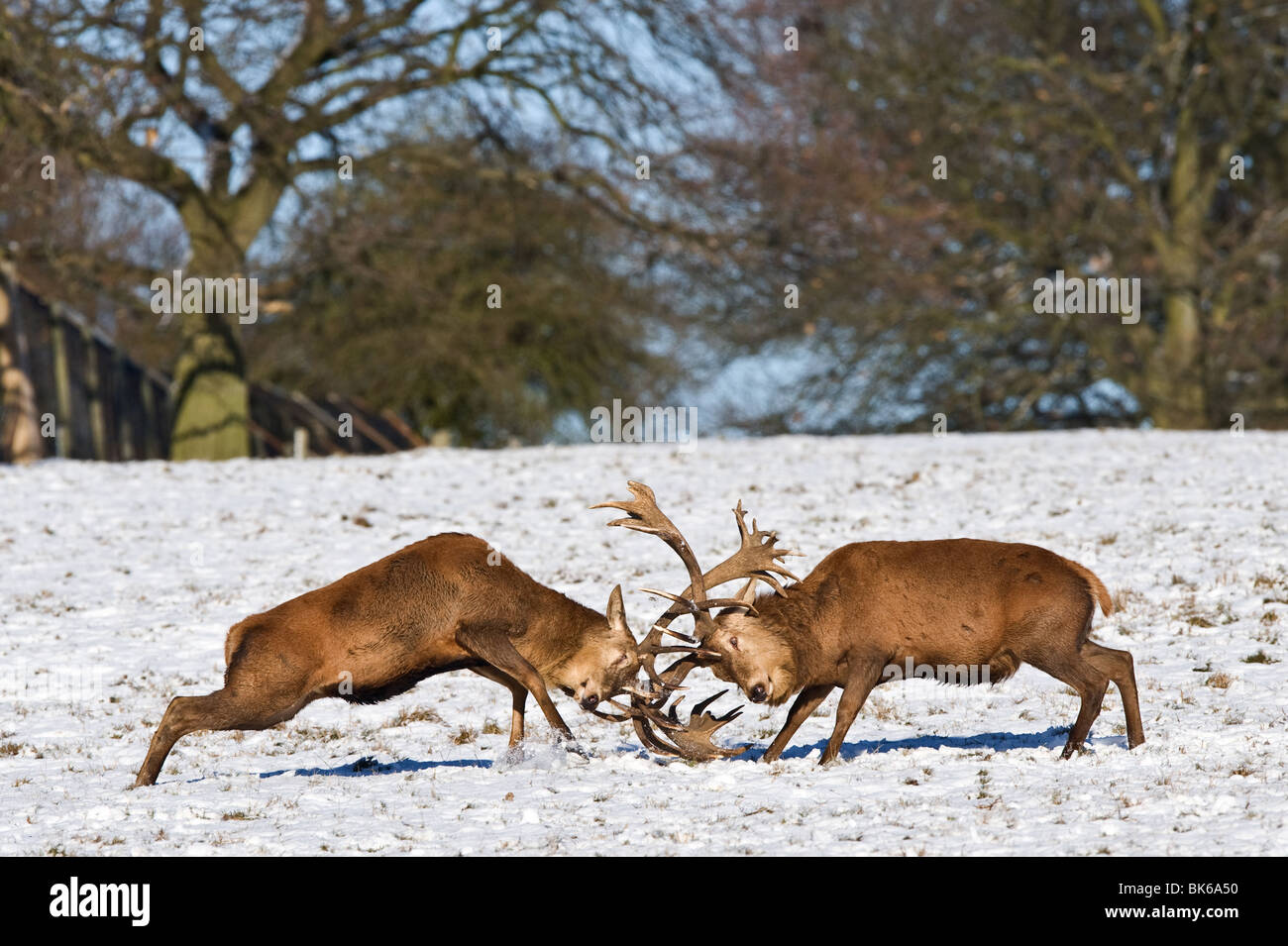 Red deer rutting hi-res stock photography and images - Alamy
