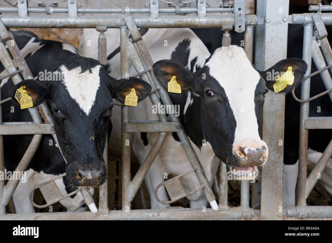 Holstein-Friesian dairy cattle on a farm in Germany Stock Photo - Alamy