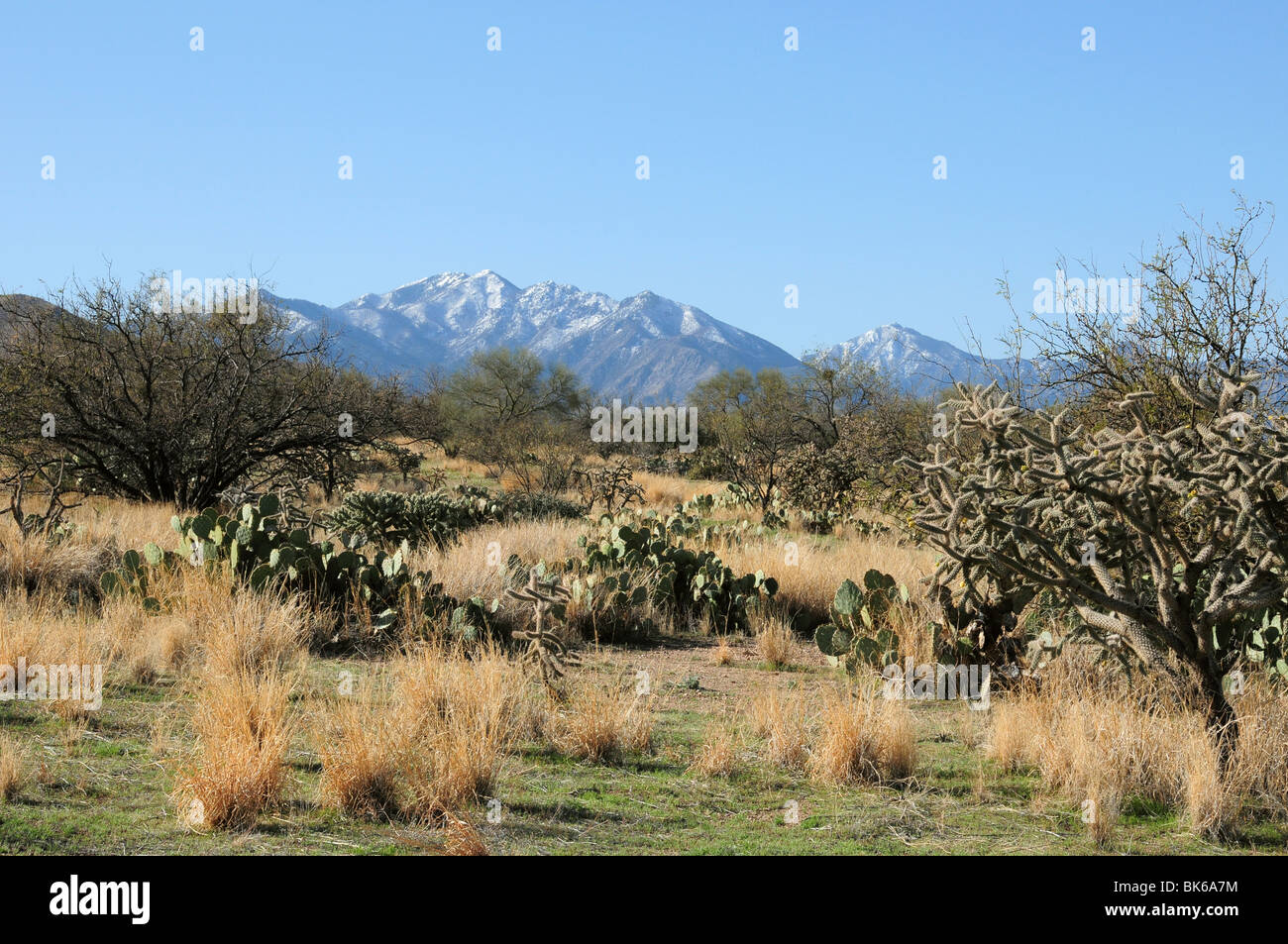 Snow covers the Santa Rita Mountains of the Coronado National Forest in ...